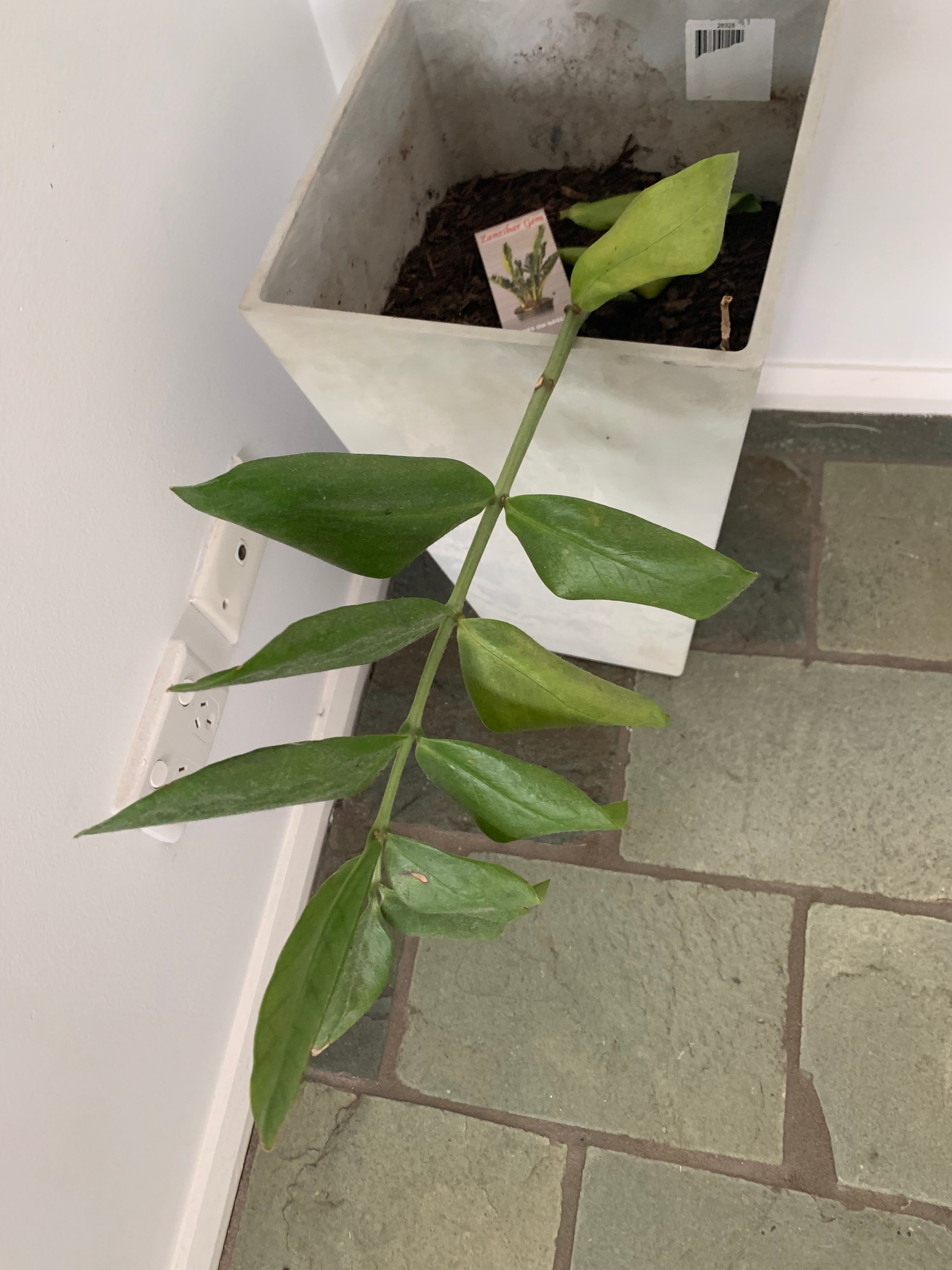 Why are there insects on my Zanzibar Gem... | Bunnings Workshop community