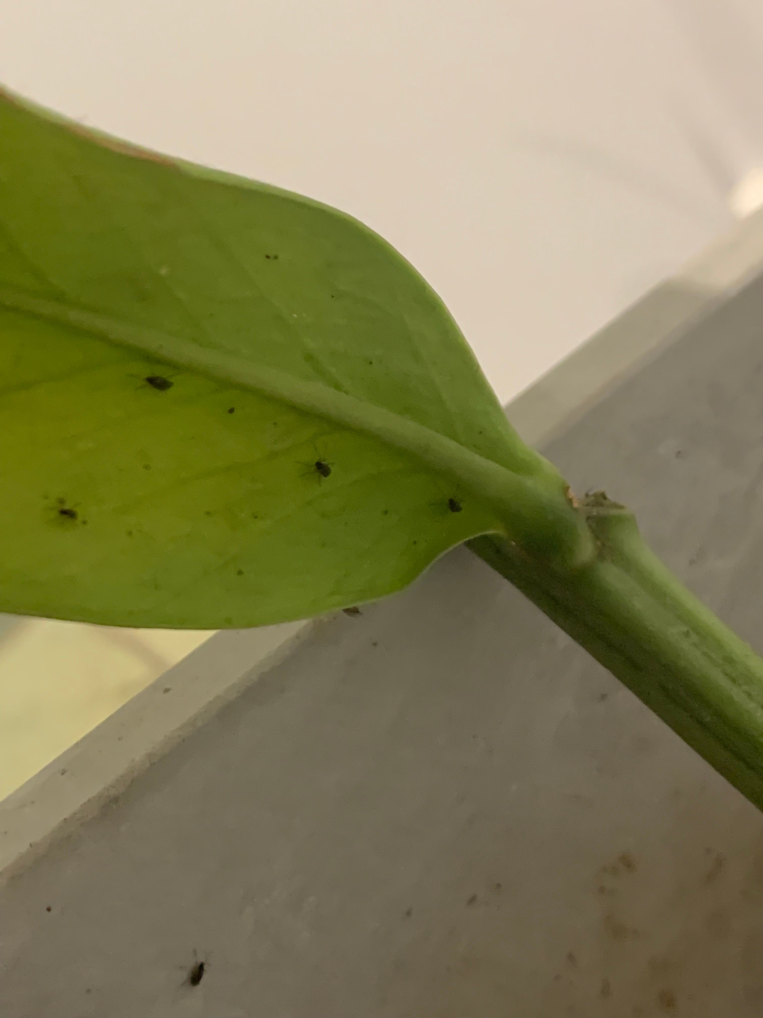 Why are there insects on my Zanzibar Gem... | Bunnings Workshop community