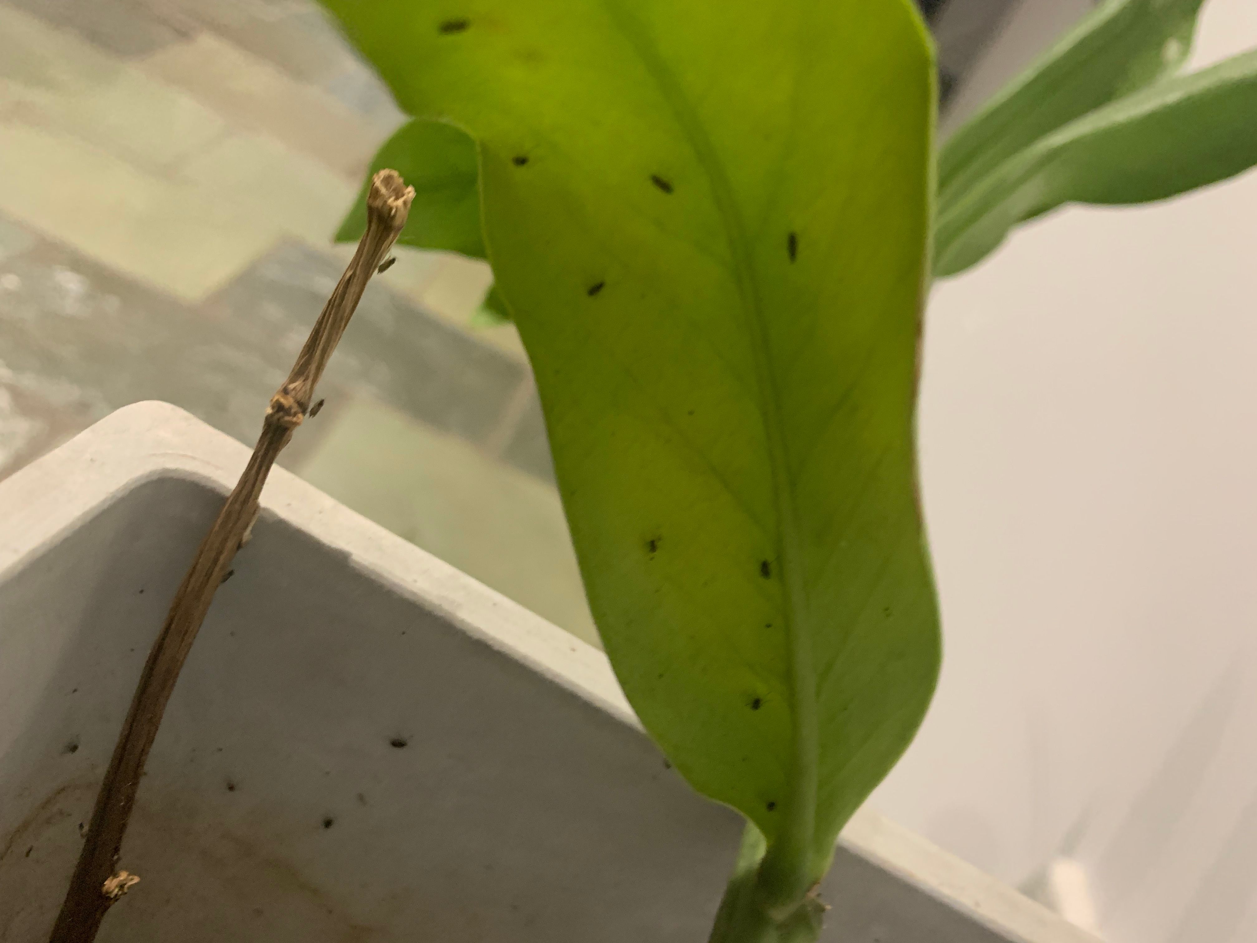 Why are there insects on my Zanzibar Gem... | Bunnings Workshop community