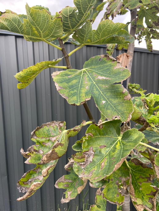 Why are fig tree leaves discolouring? | Bunnings Workshop community