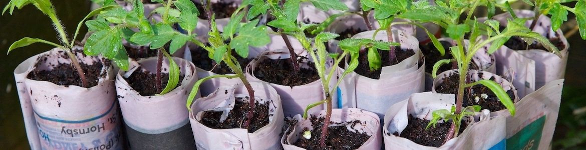 How to make seed pots using paper | Bunnings Workshop community