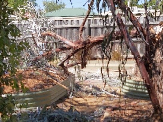 How to save a damaged Silver Princess tr... | Bunnings Workshop community