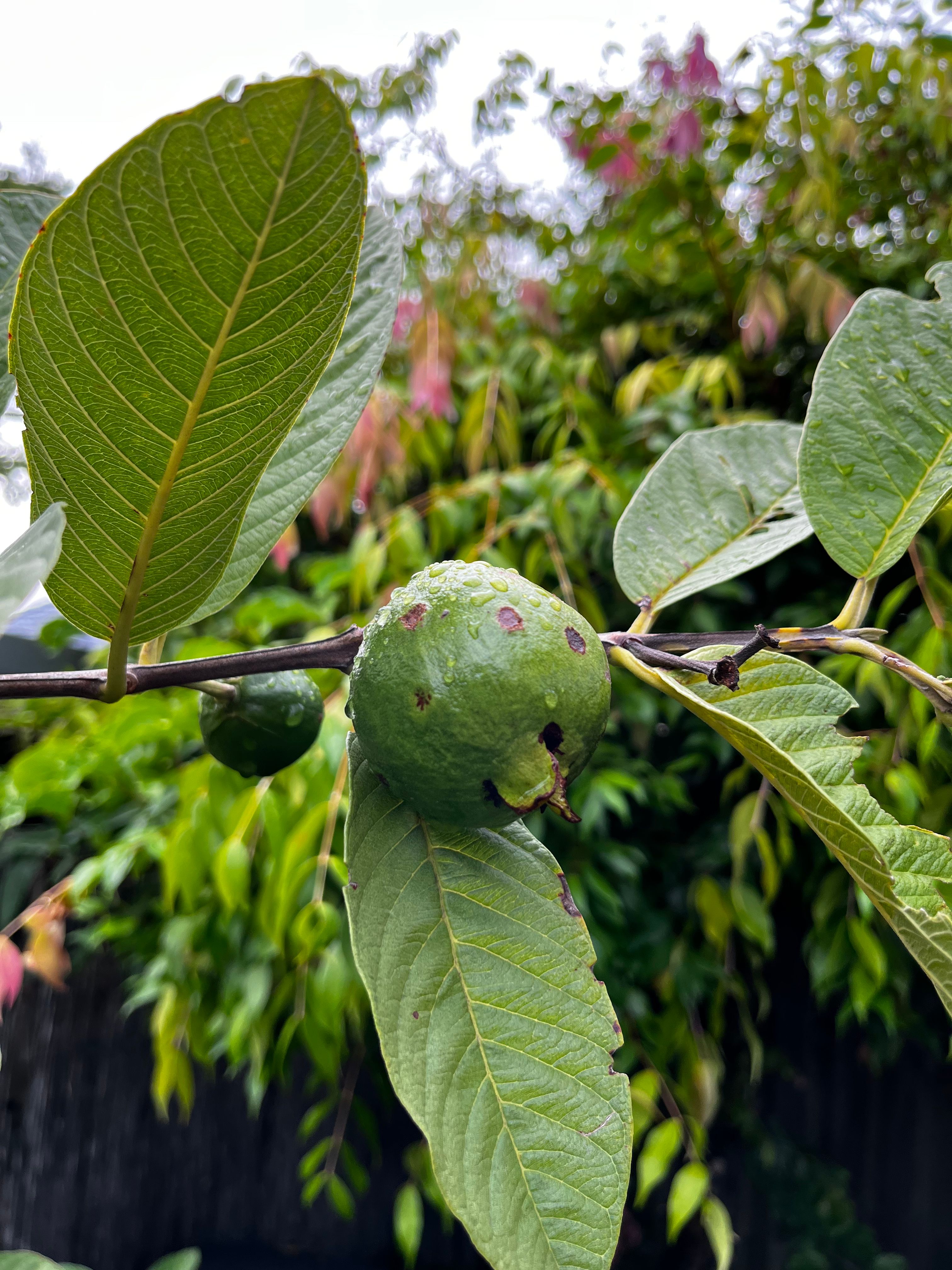 How to stop bugs eating my Guava fruit? | Bunnings Workshop community