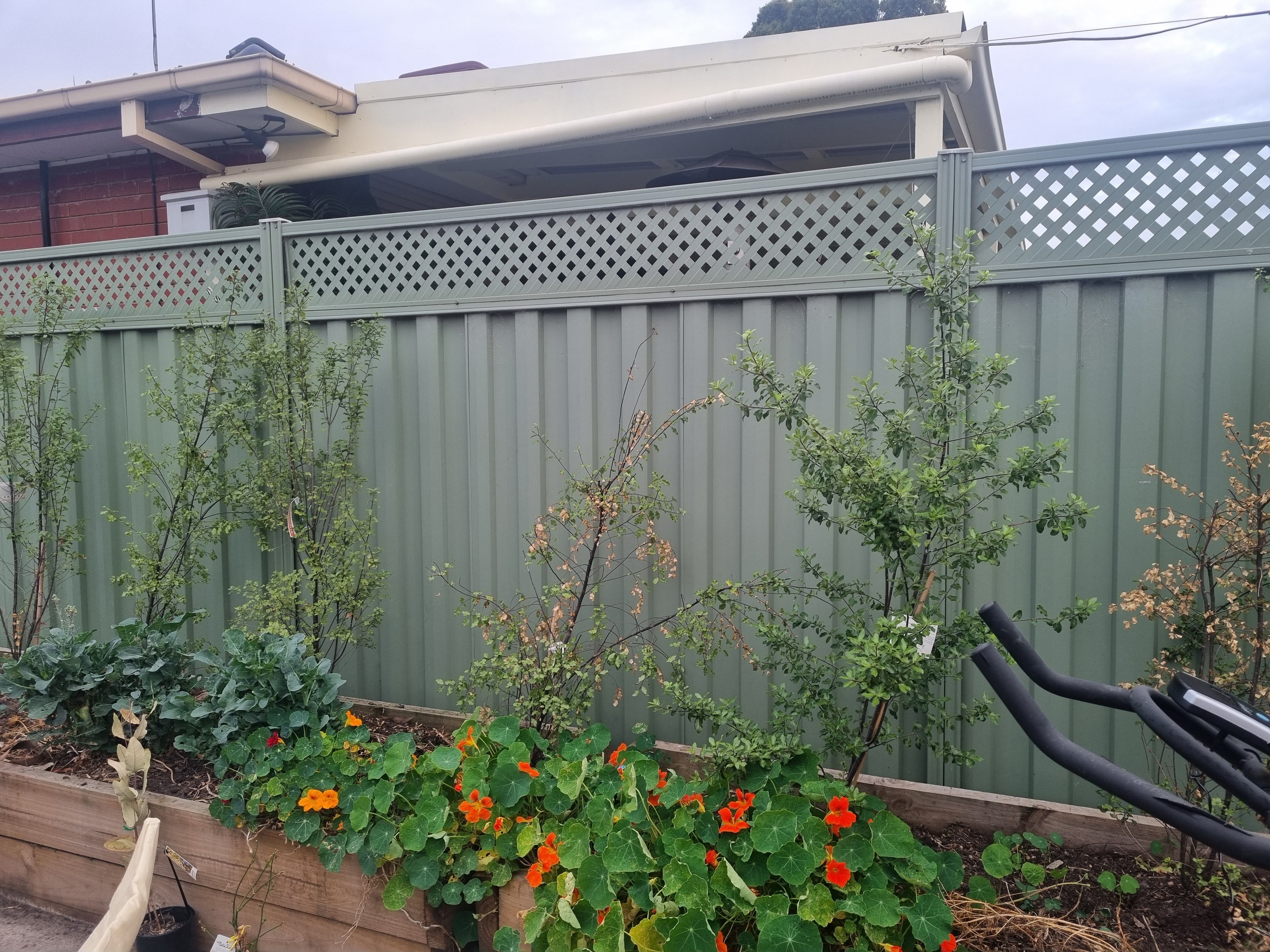 Are these trees diseased or dying? | Bunnings Workshop community