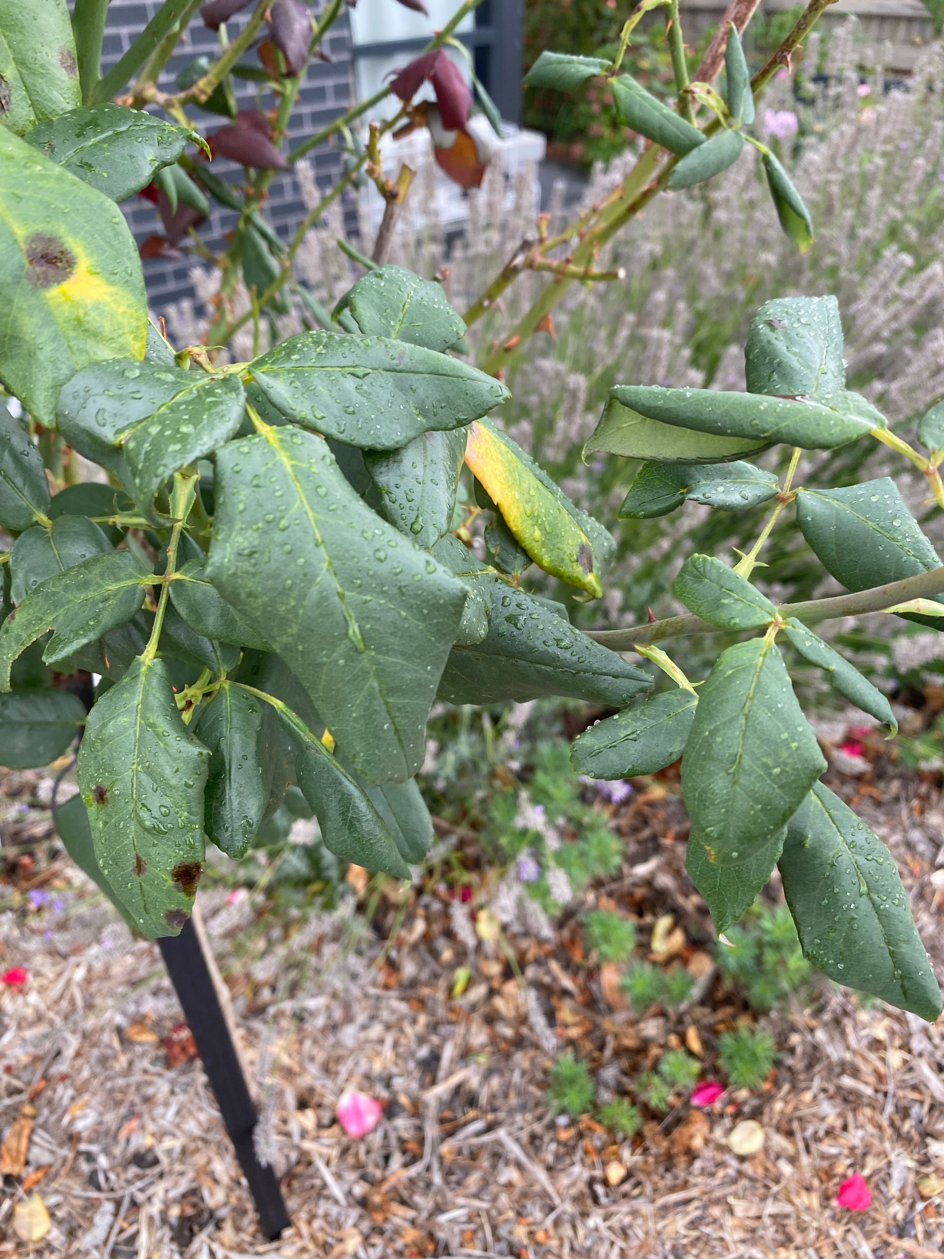 How to treat a rose rose with curling le... | Bunnings Workshop community