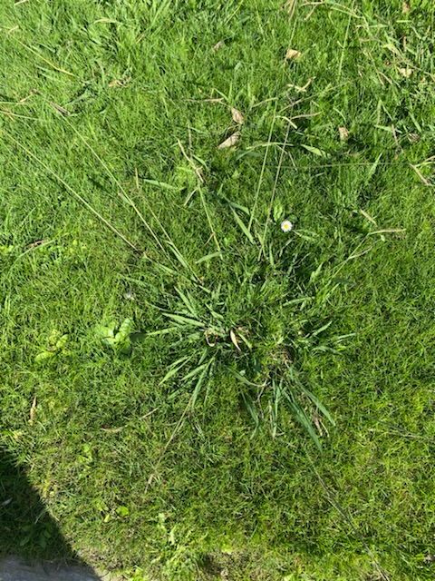 How to get rid of paspalum weed taking o... | Bunnings Workshop community