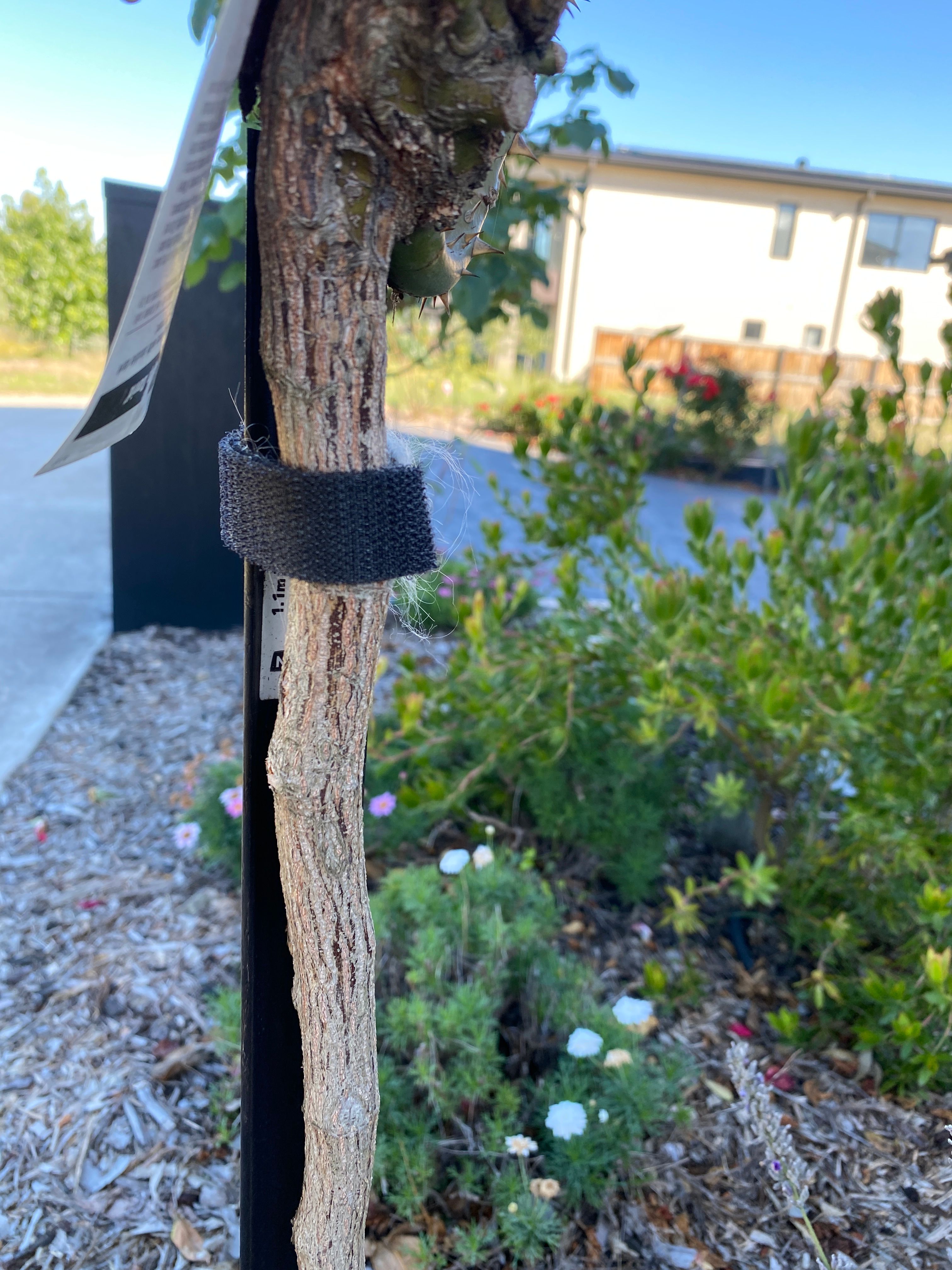 How to treat a rose rose with curling le... | Bunnings Workshop community