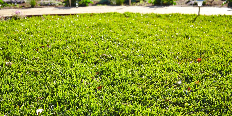 How to improve your lawn this Spring | Bunnings Workshop community