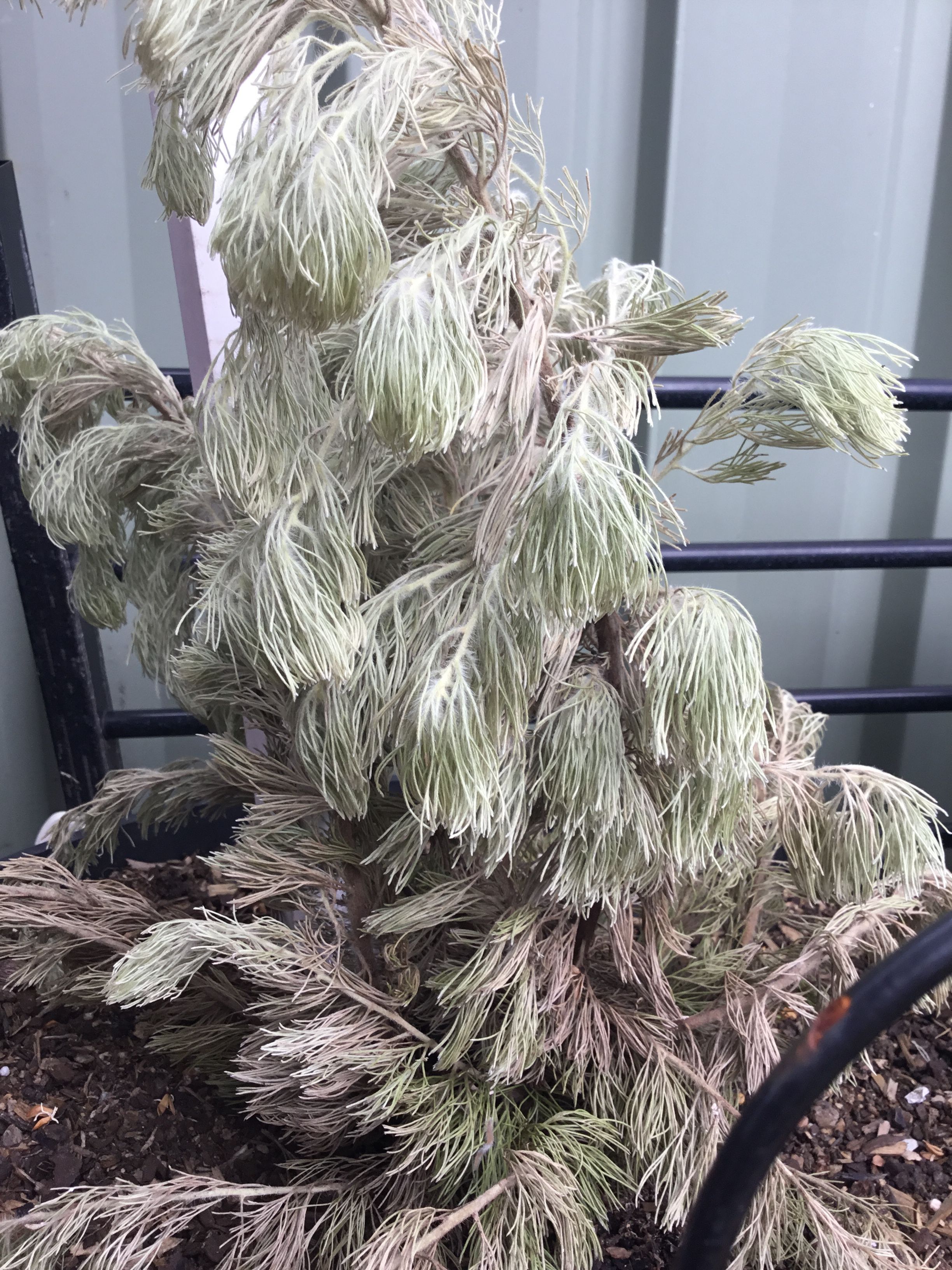What is wrong with my woolly bush? | Bunnings Workshop community