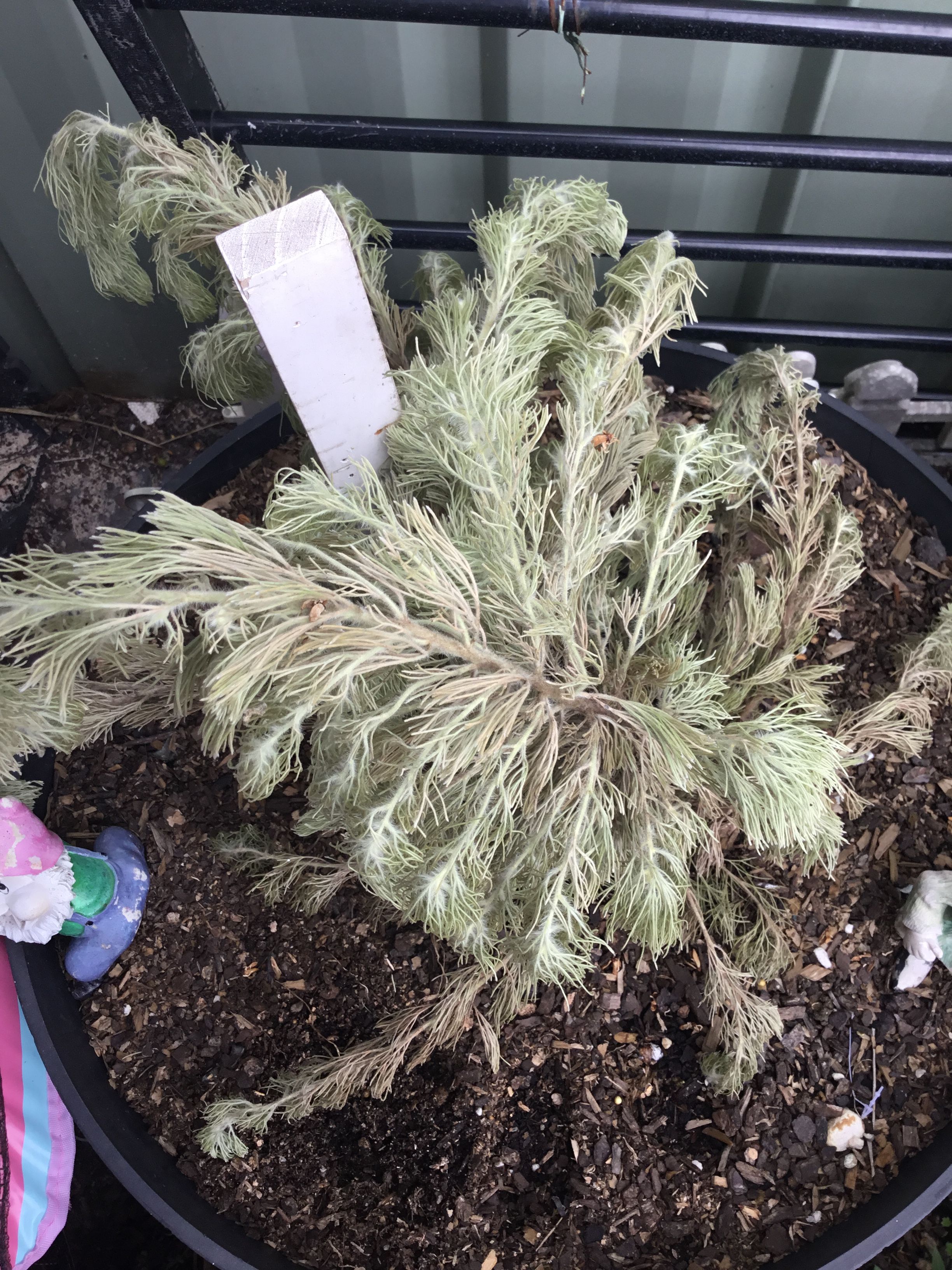 What is wrong with my woolly bush? | Bunnings Workshop community