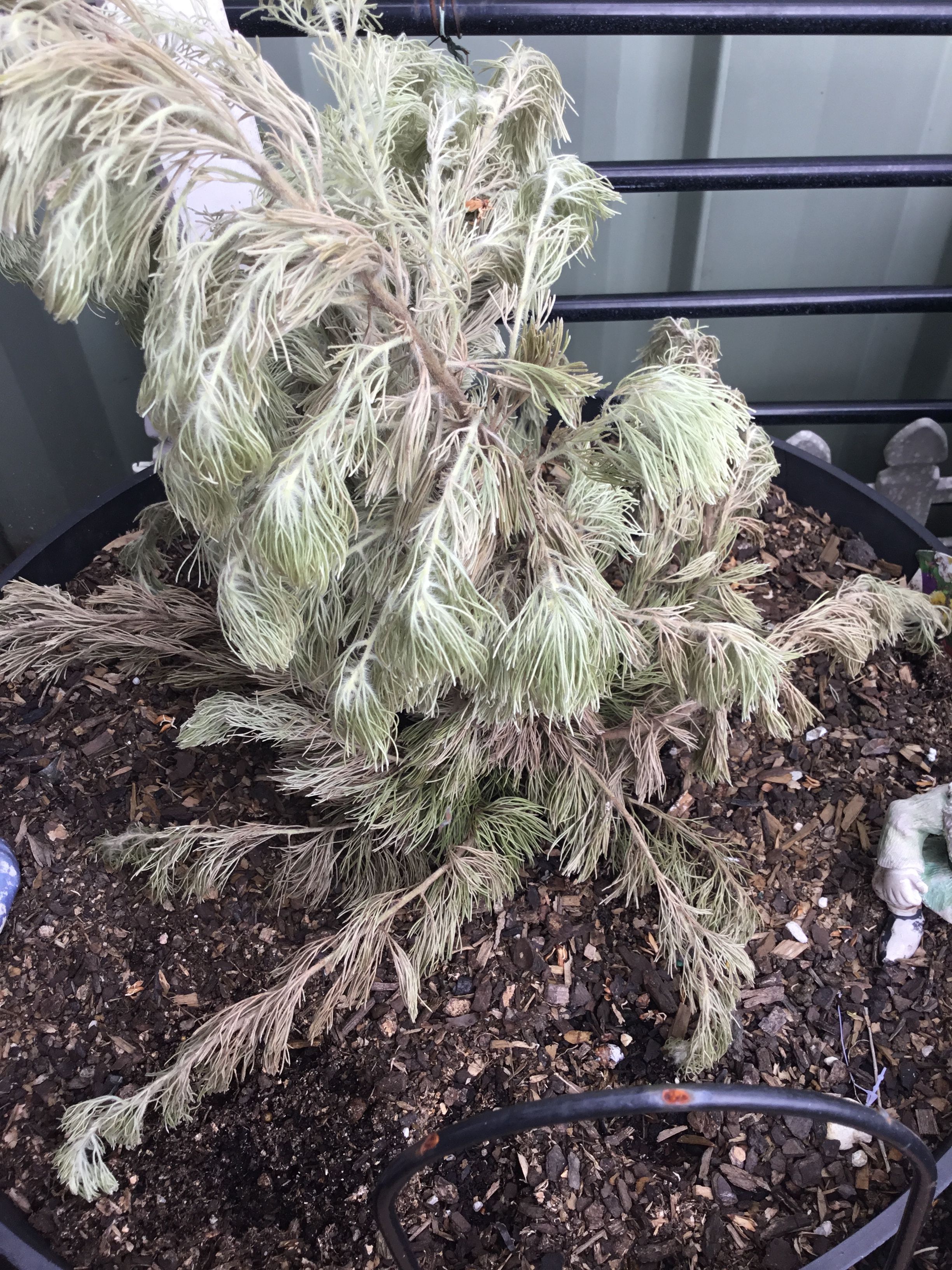 What is wrong with my woolly bush? | Bunnings Workshop community