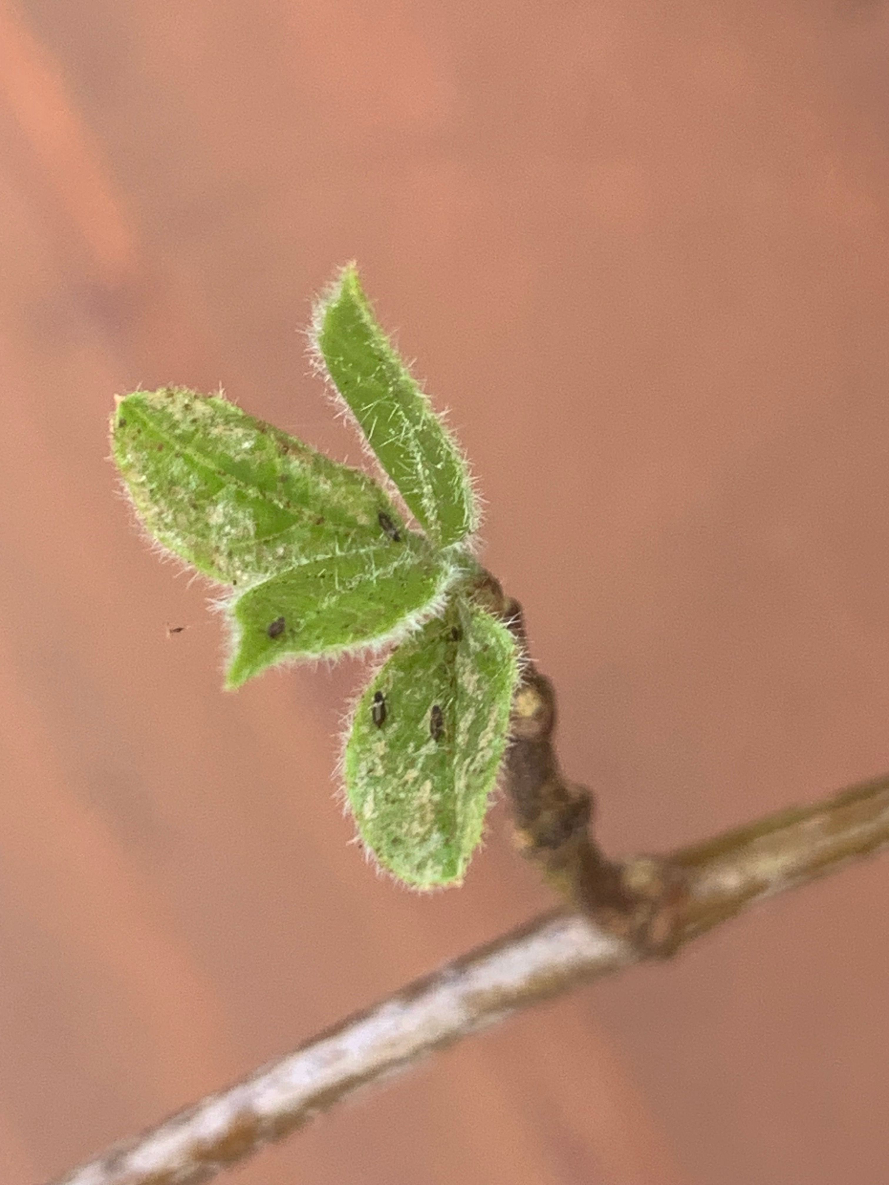 How can I get rid of this discolouration... | Bunnings Workshop community