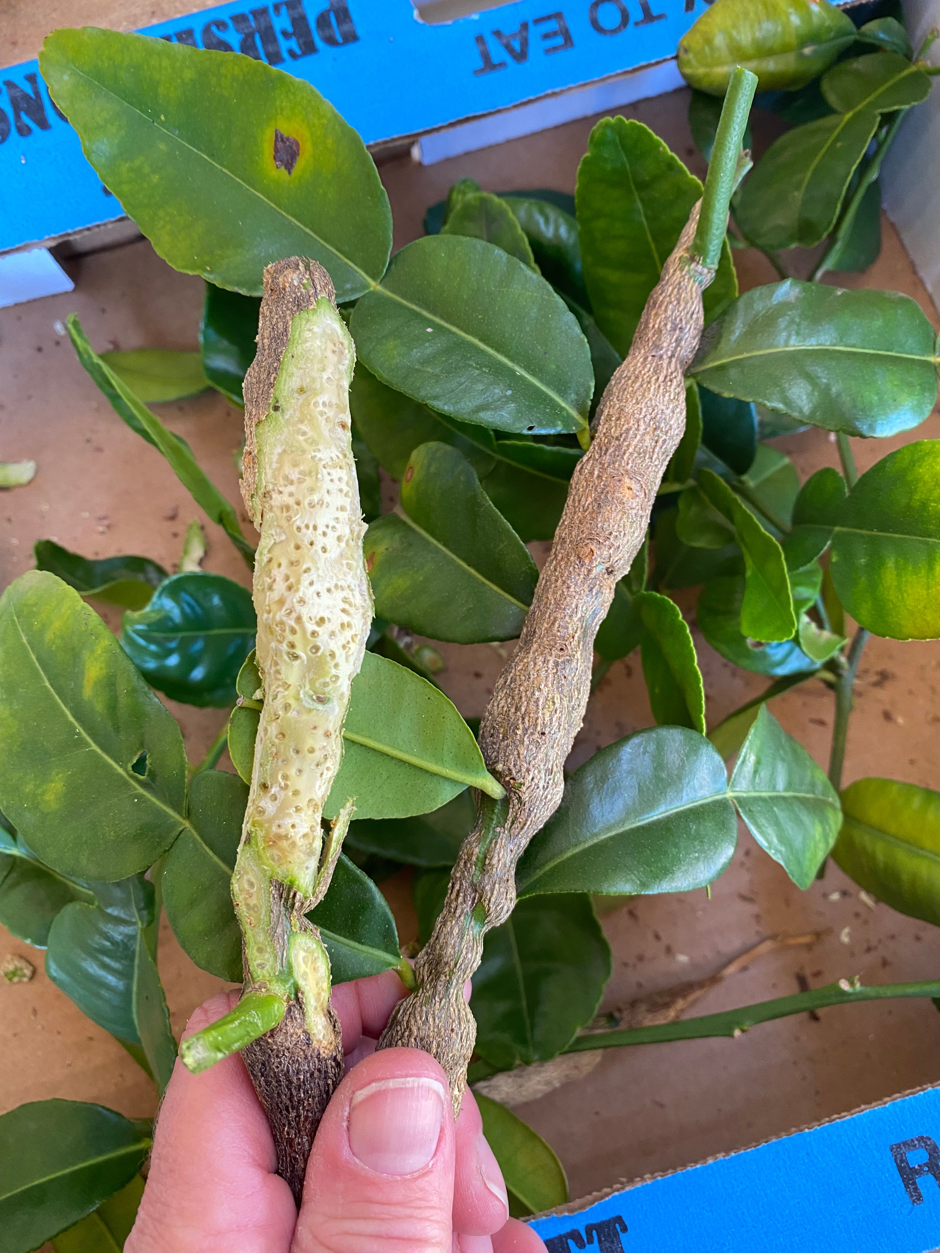 How to control citrus gall wasp | Bunnings Workshop community