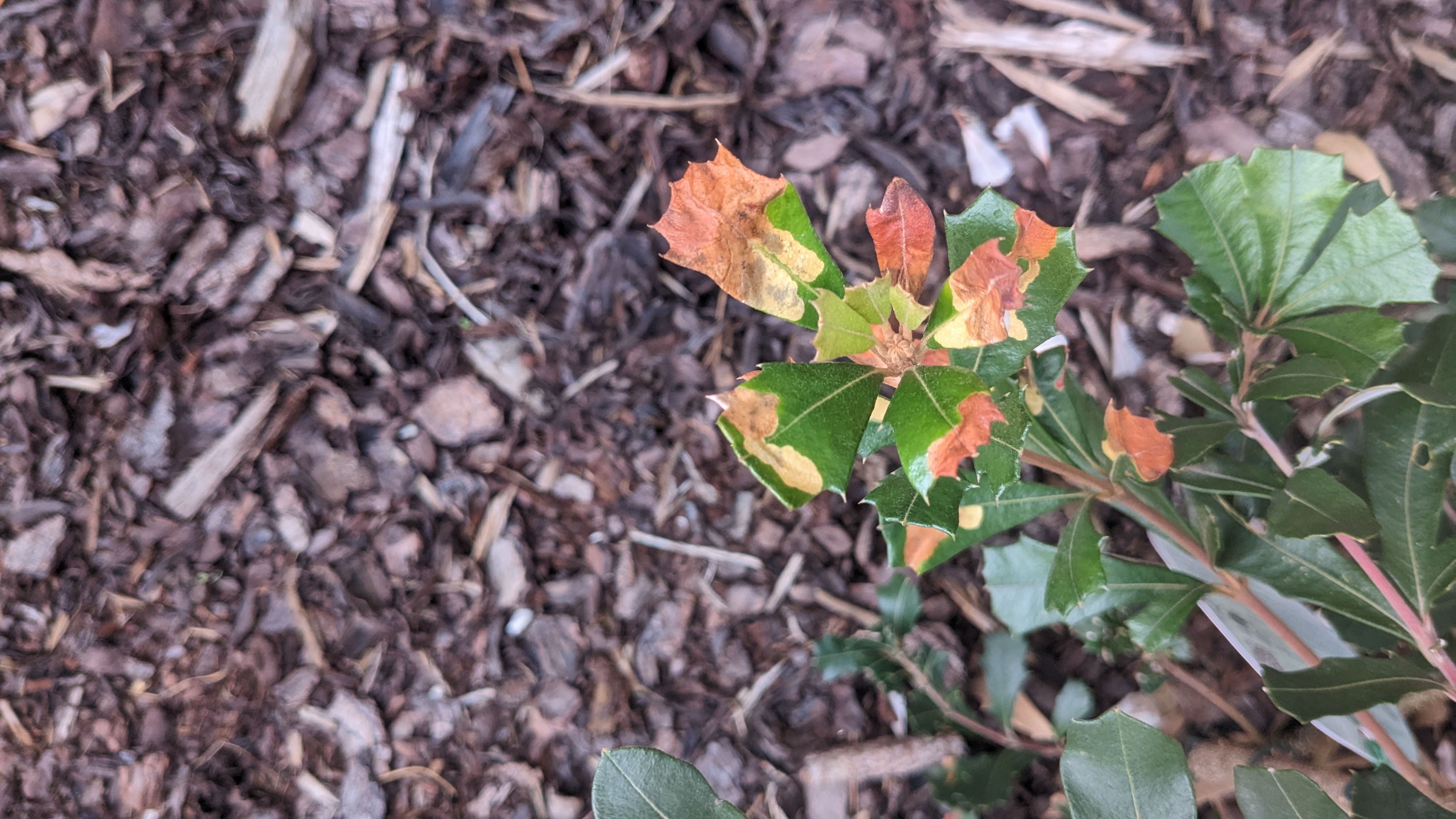 How to fix disease and discolouration of... | Bunnings Workshop community