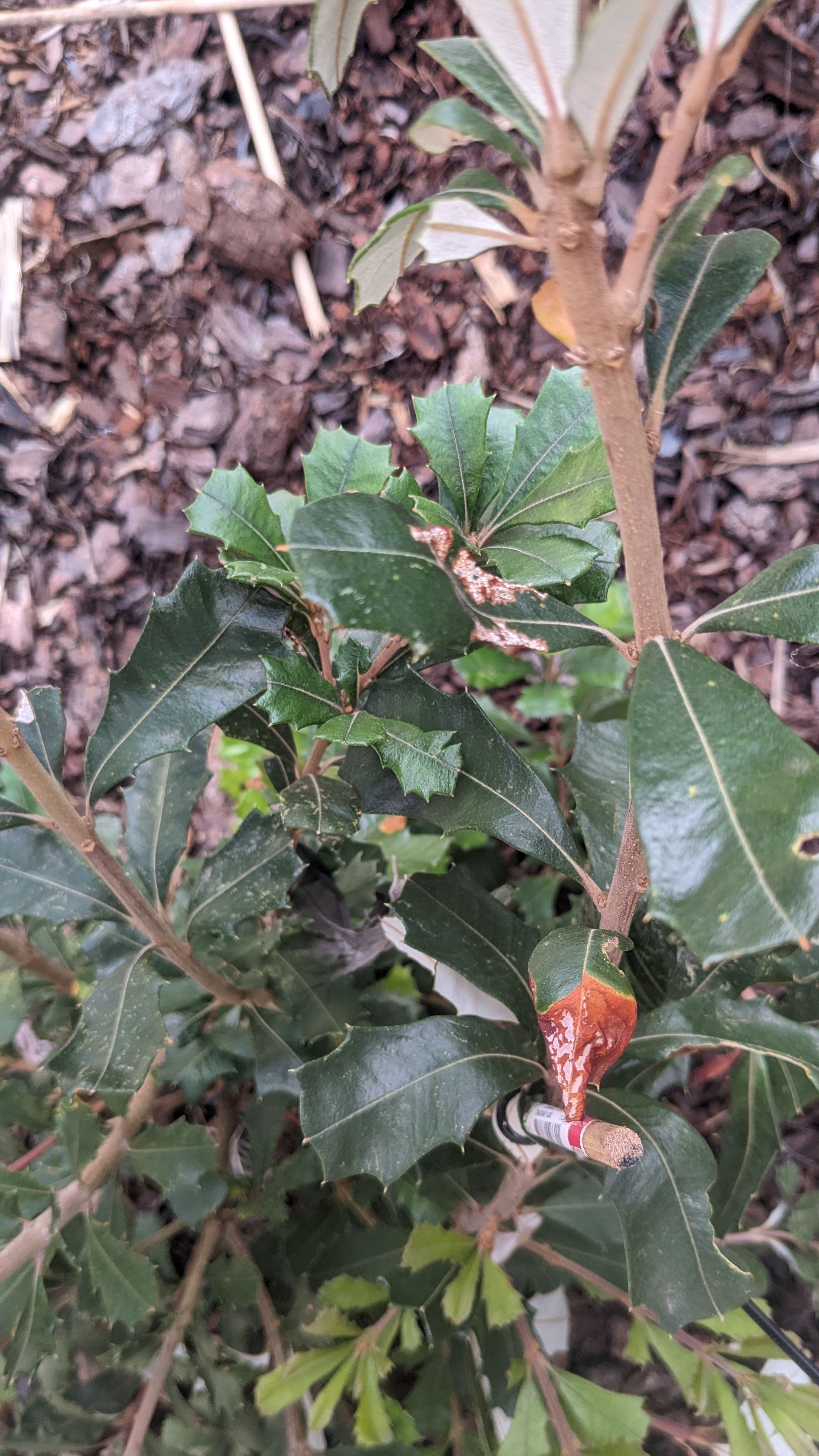 How to fix disease and discolouration of... | Bunnings Workshop community