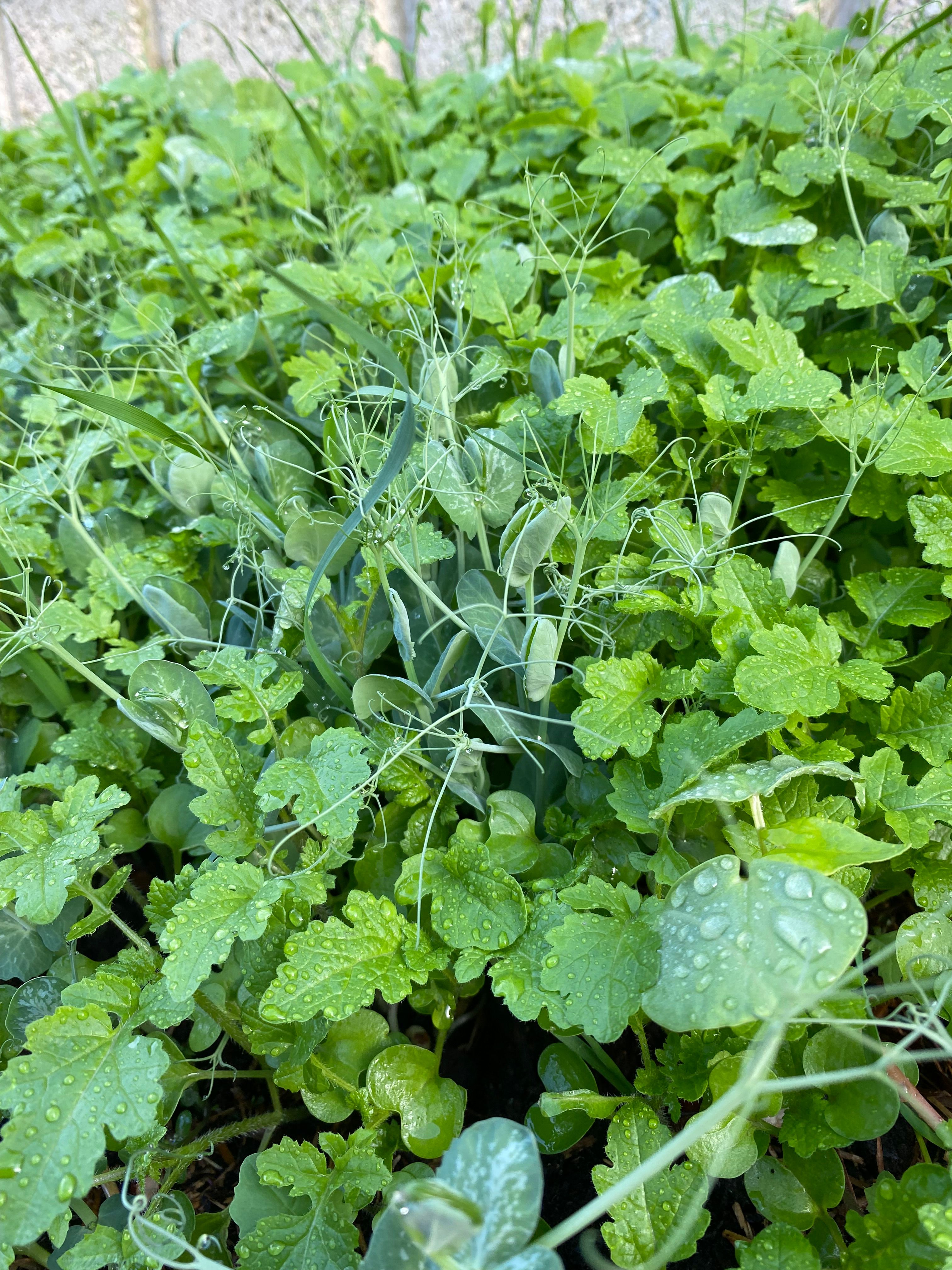 What to do in the garden in June | Bunnings Workshop community