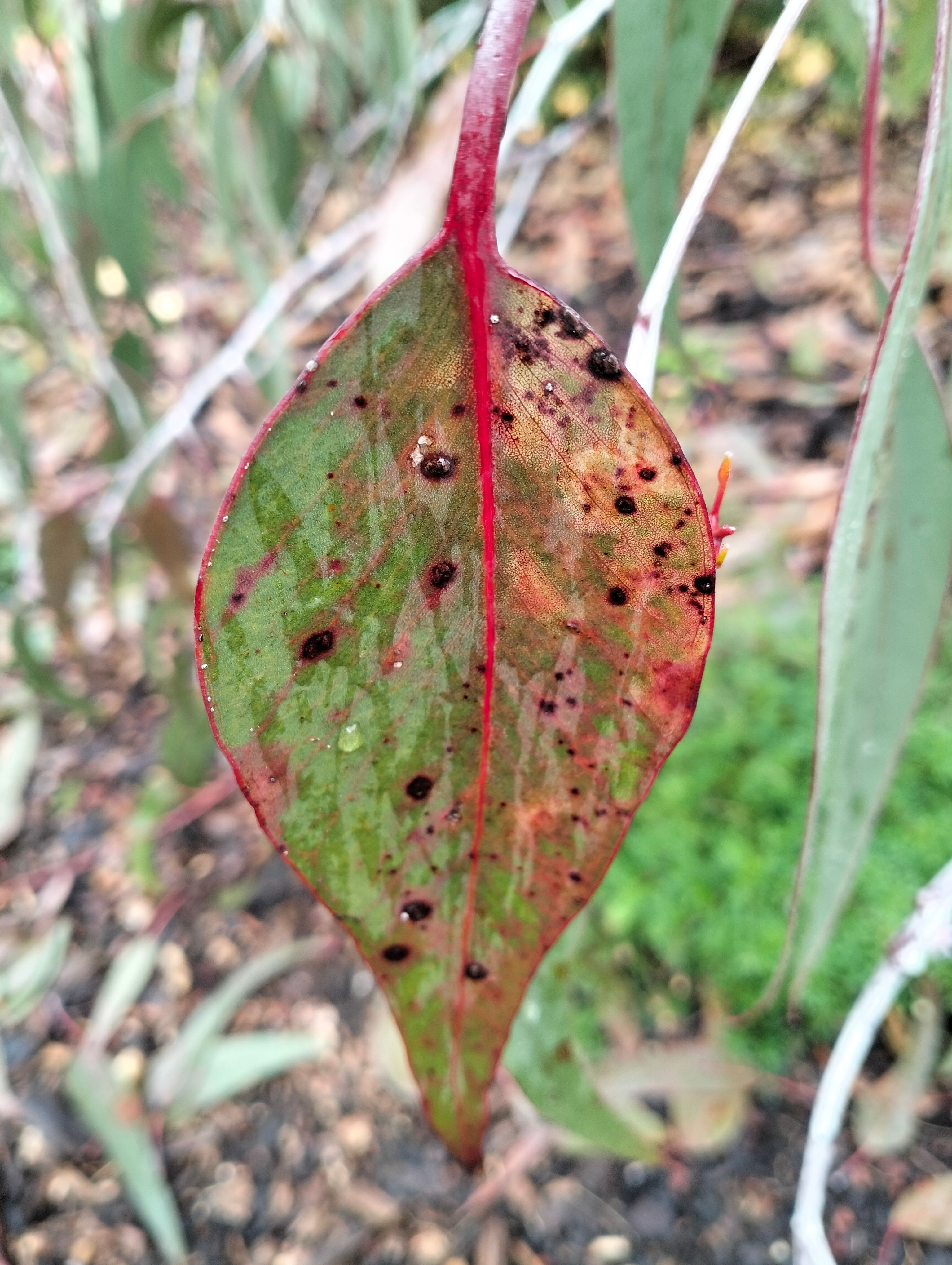 How to save Silver Princess dropping lea... | Bunnings Workshop community