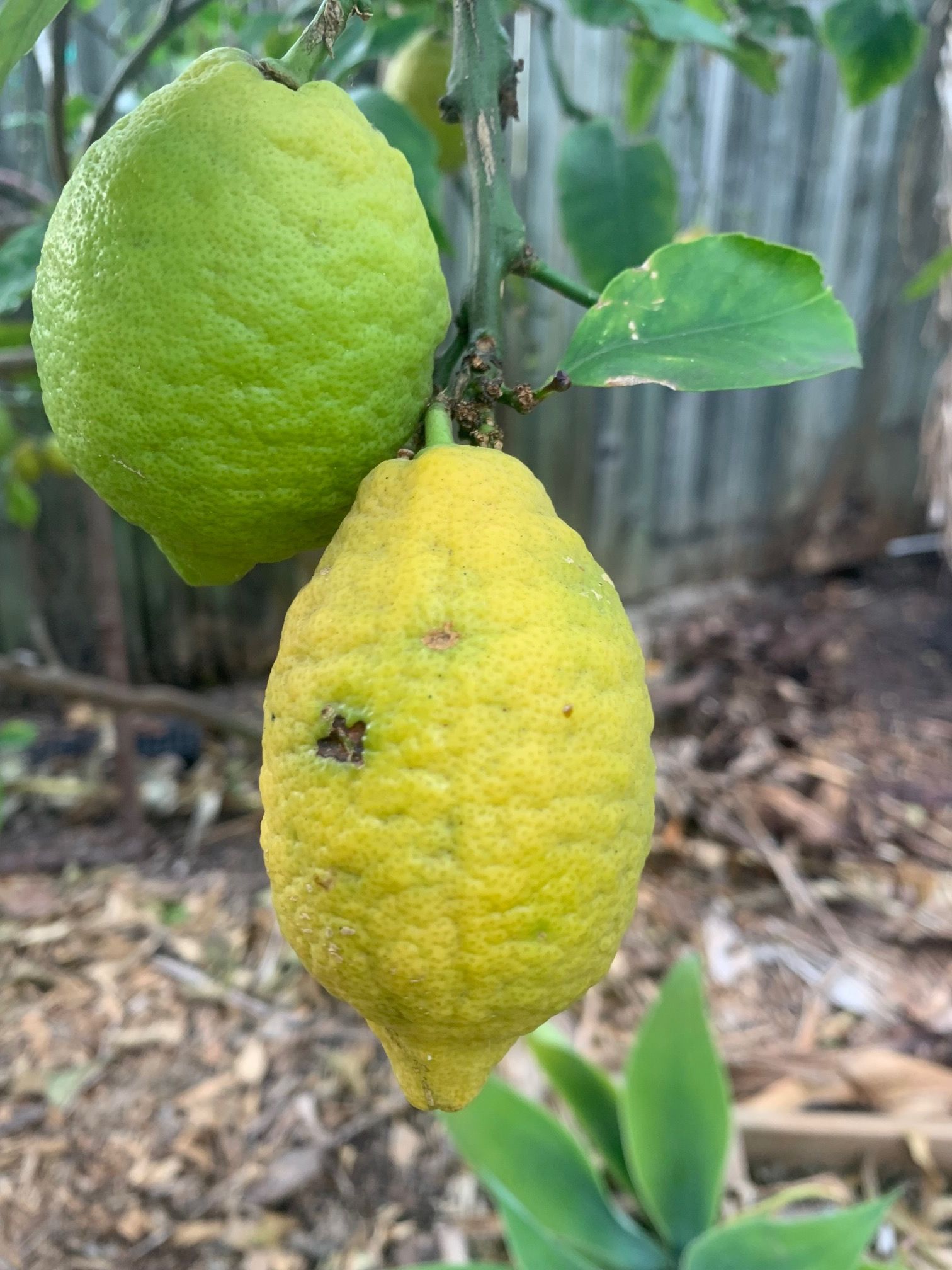 Lemons not ripening and fall off tree | Bunnings Workshop community