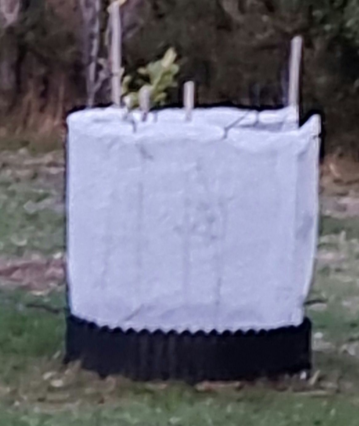 Solved: How to protect fruit trees from the wind... | Bunnings Workshop ...