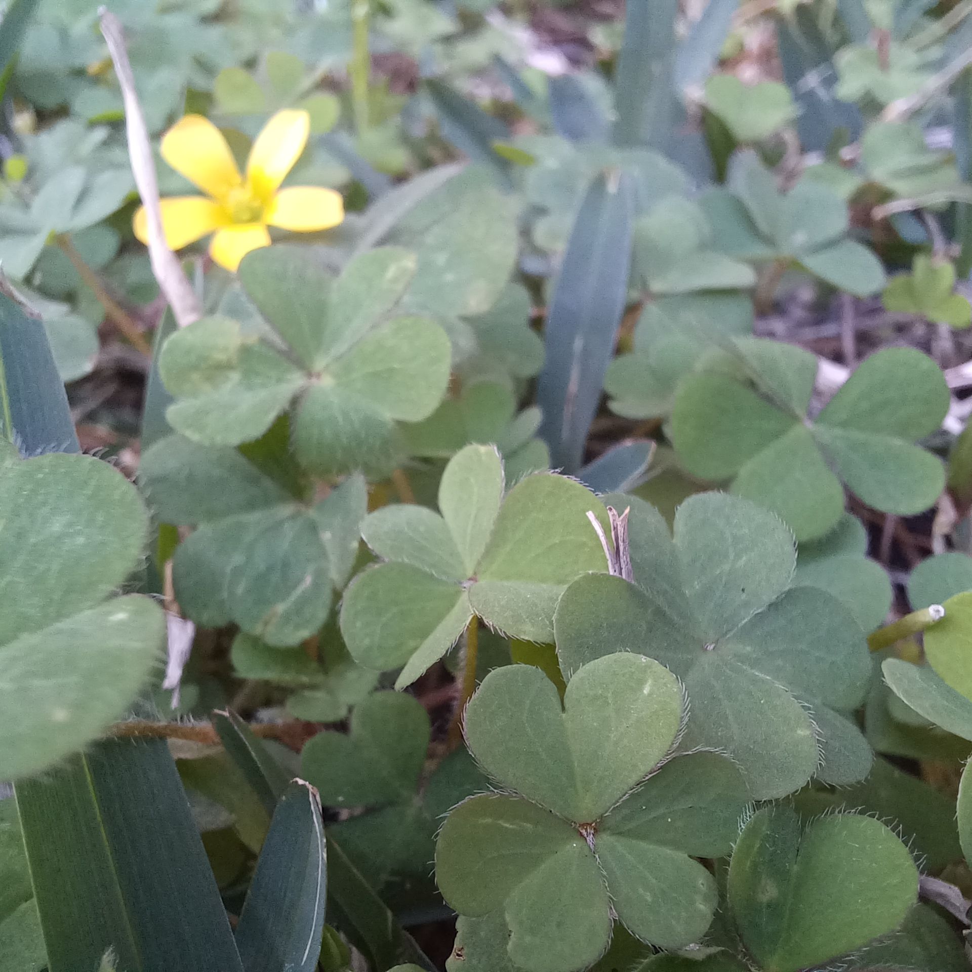 How to remove clover from lawn? | Bunnings Workshop community