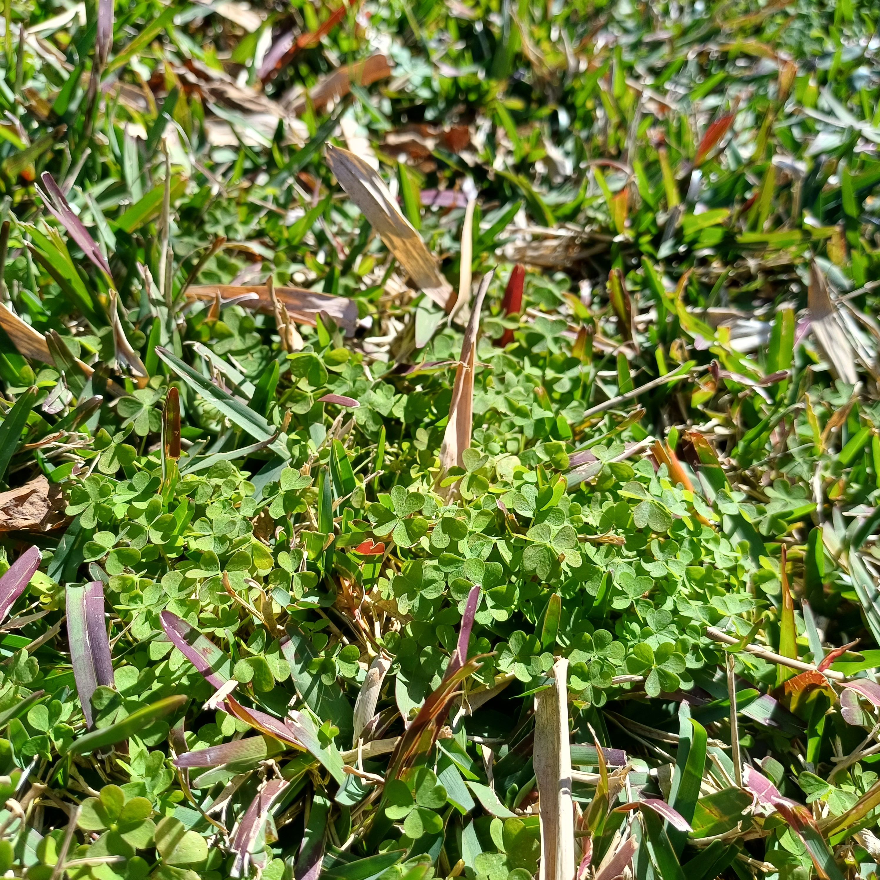 How to remove clover from lawn? | Bunnings Workshop community