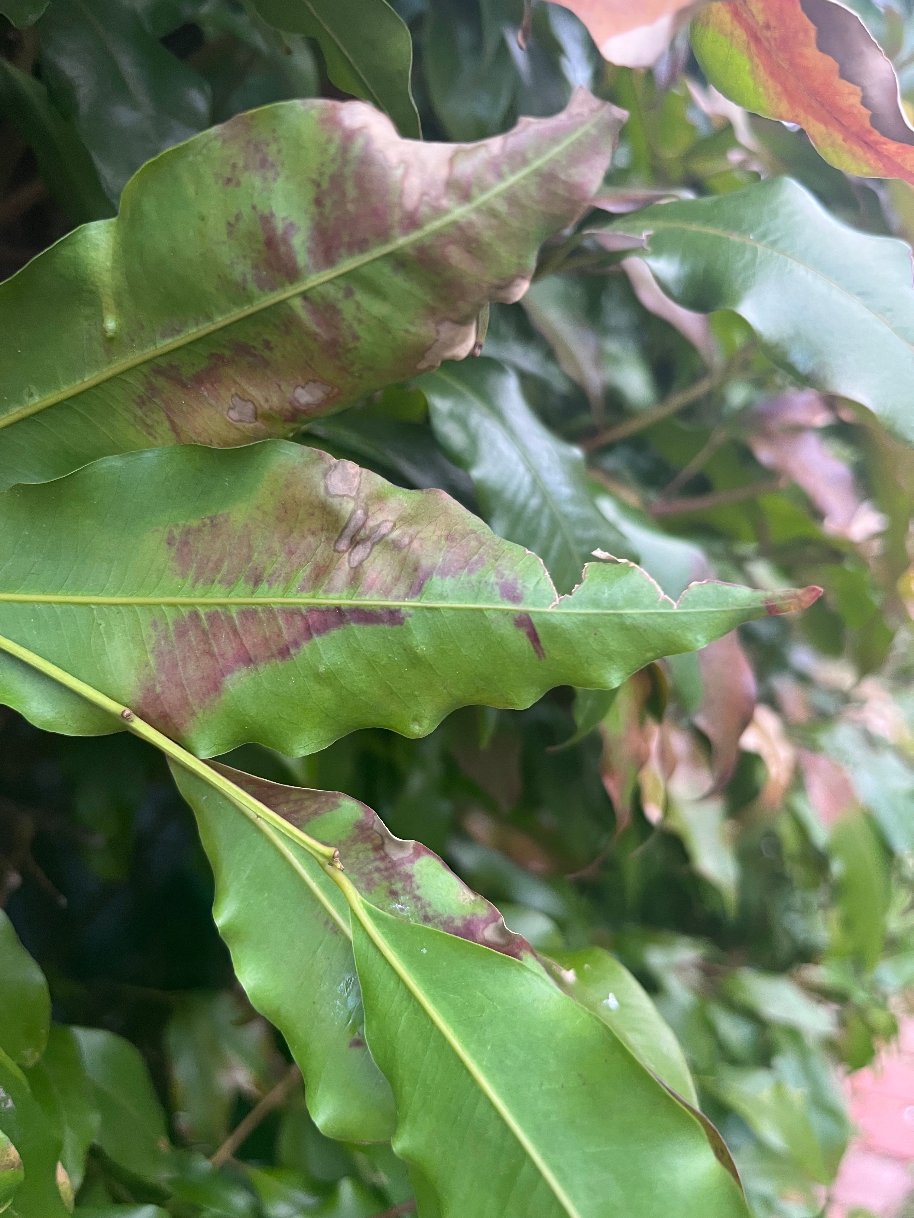 Why are my Weeping Lilly Pilly leaves di... | Bunnings Workshop community