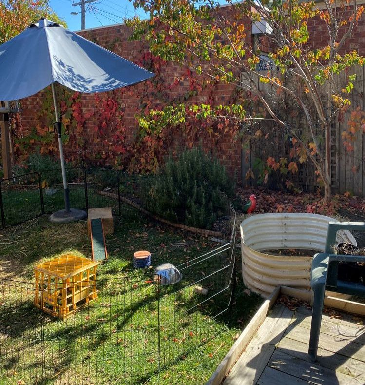 Multi-storey rabbit hutch | Bunnings Workshop community