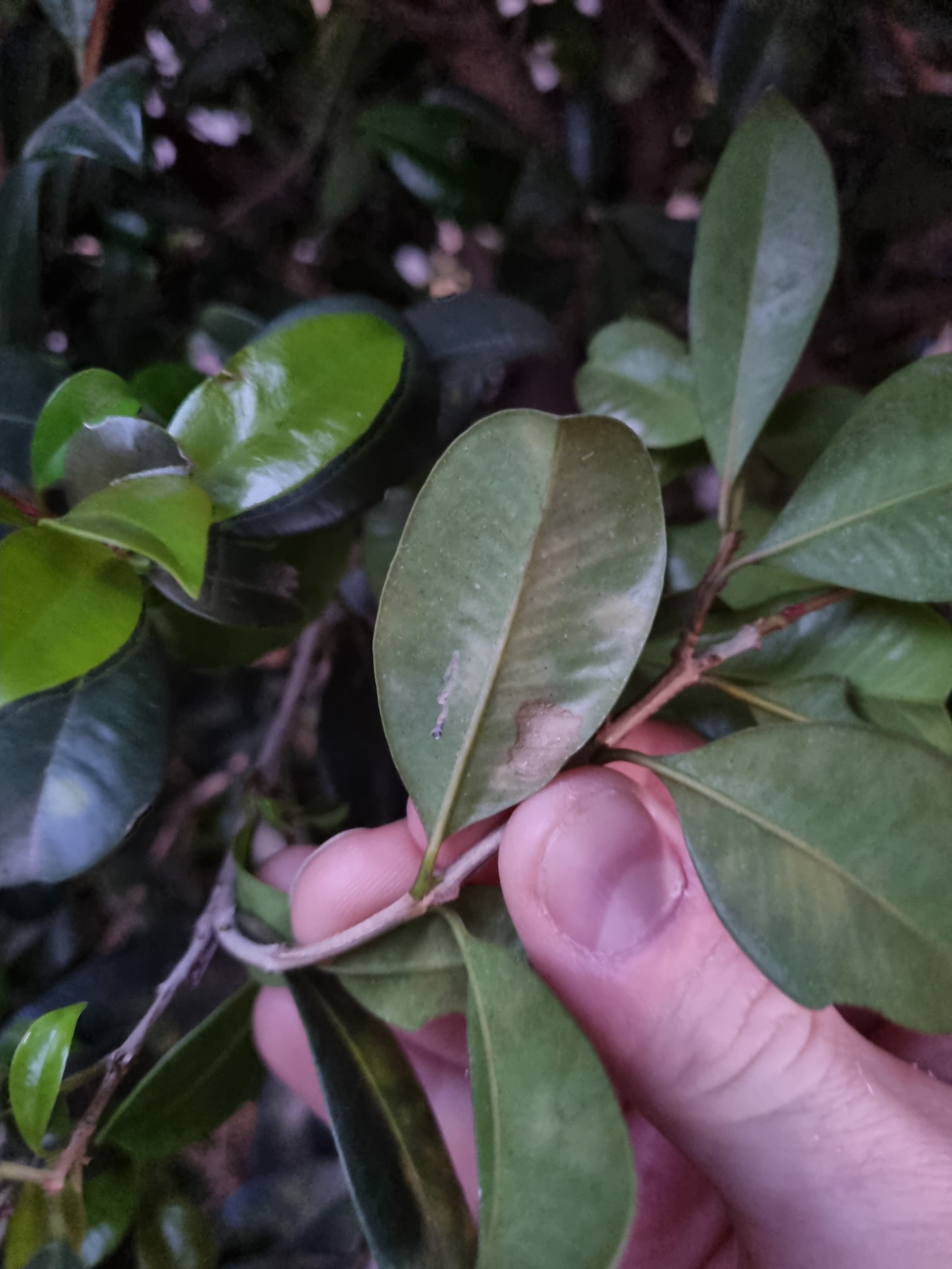 How to treat spotty leaves on Lilly Pill... | Bunnings Workshop community