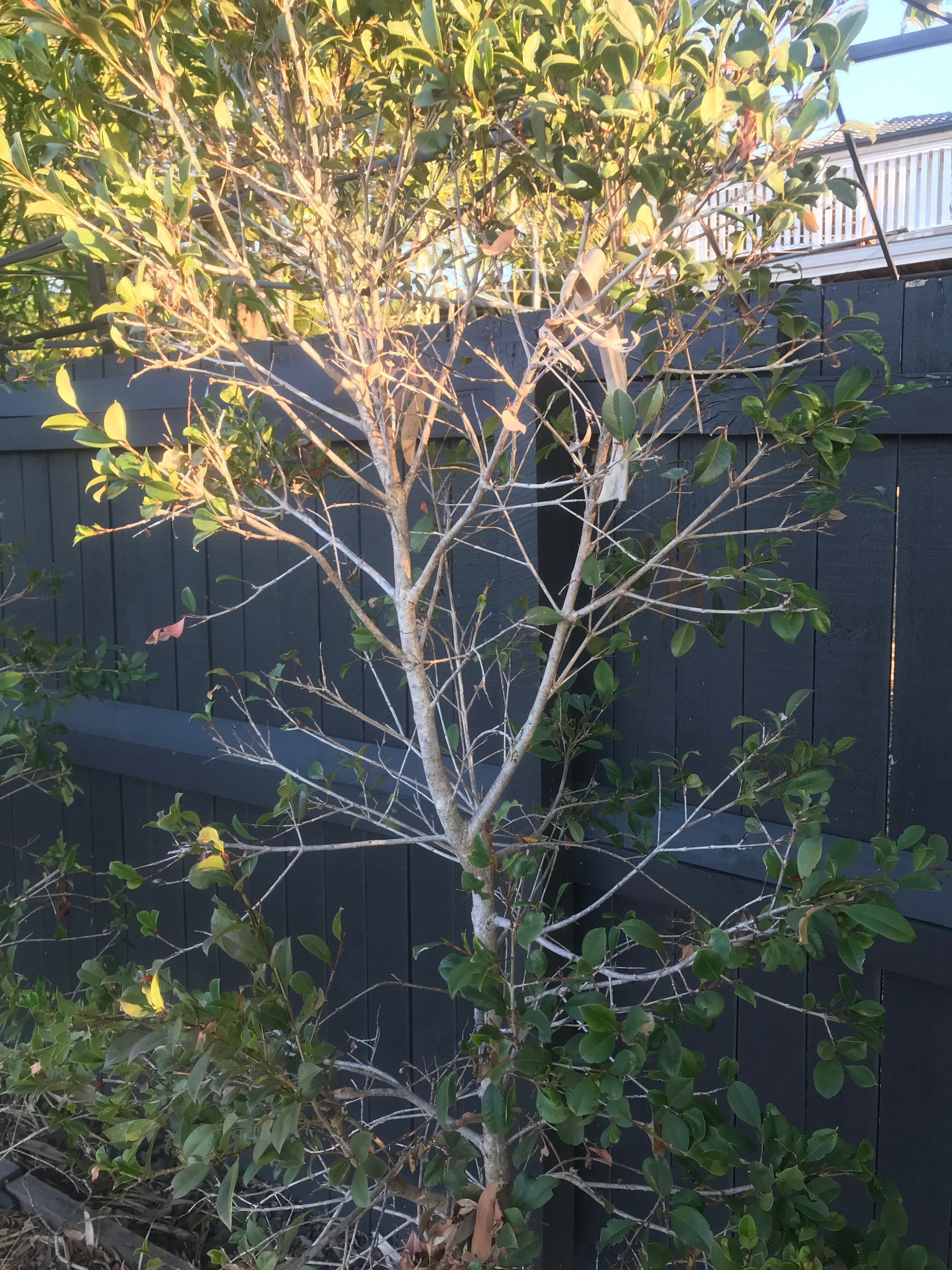 What’s wrong with my Lilli Pilli? | Bunnings Workshop community