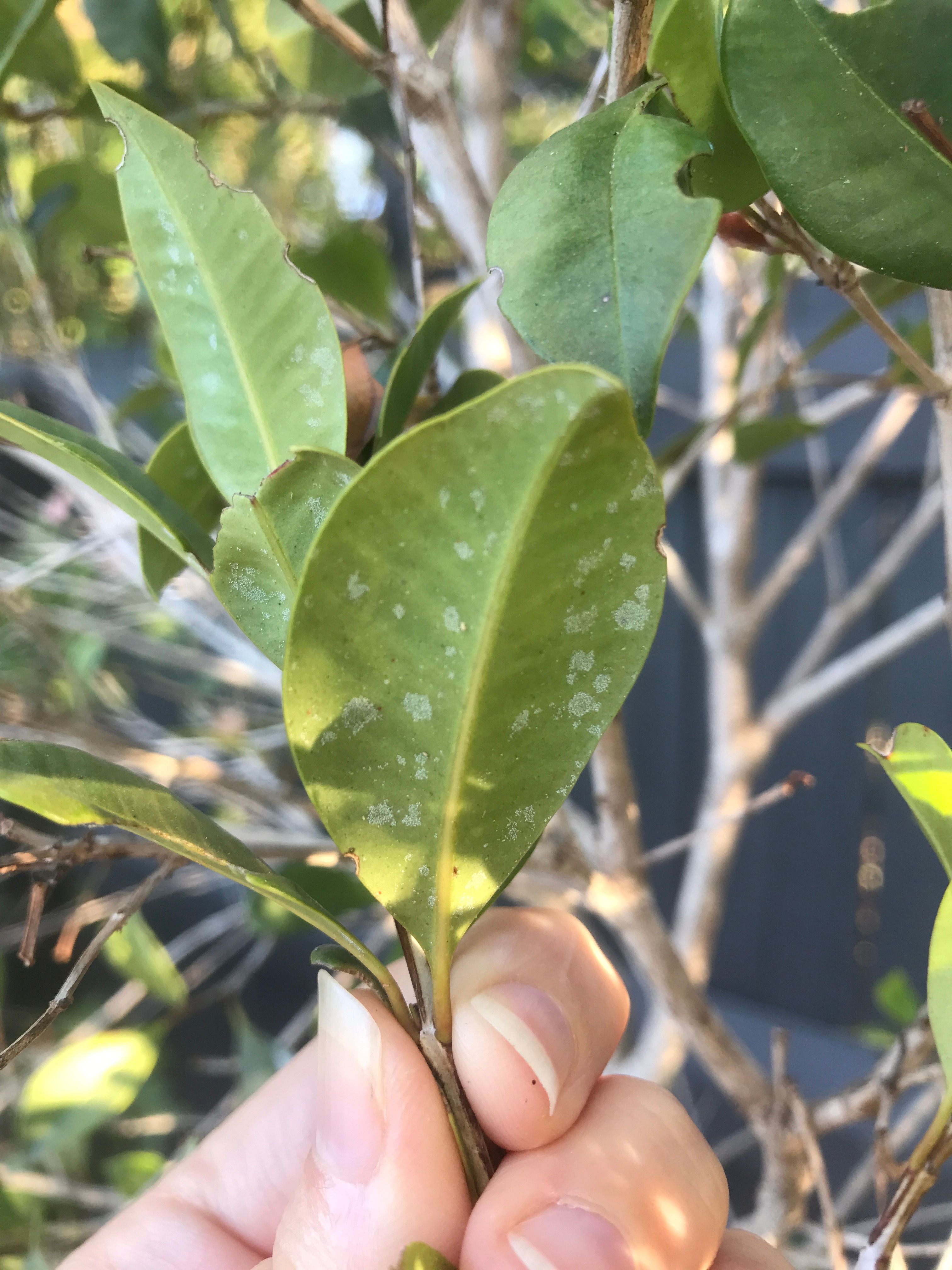 What’s wrong with my Lilli Pilli? | Bunnings Workshop community