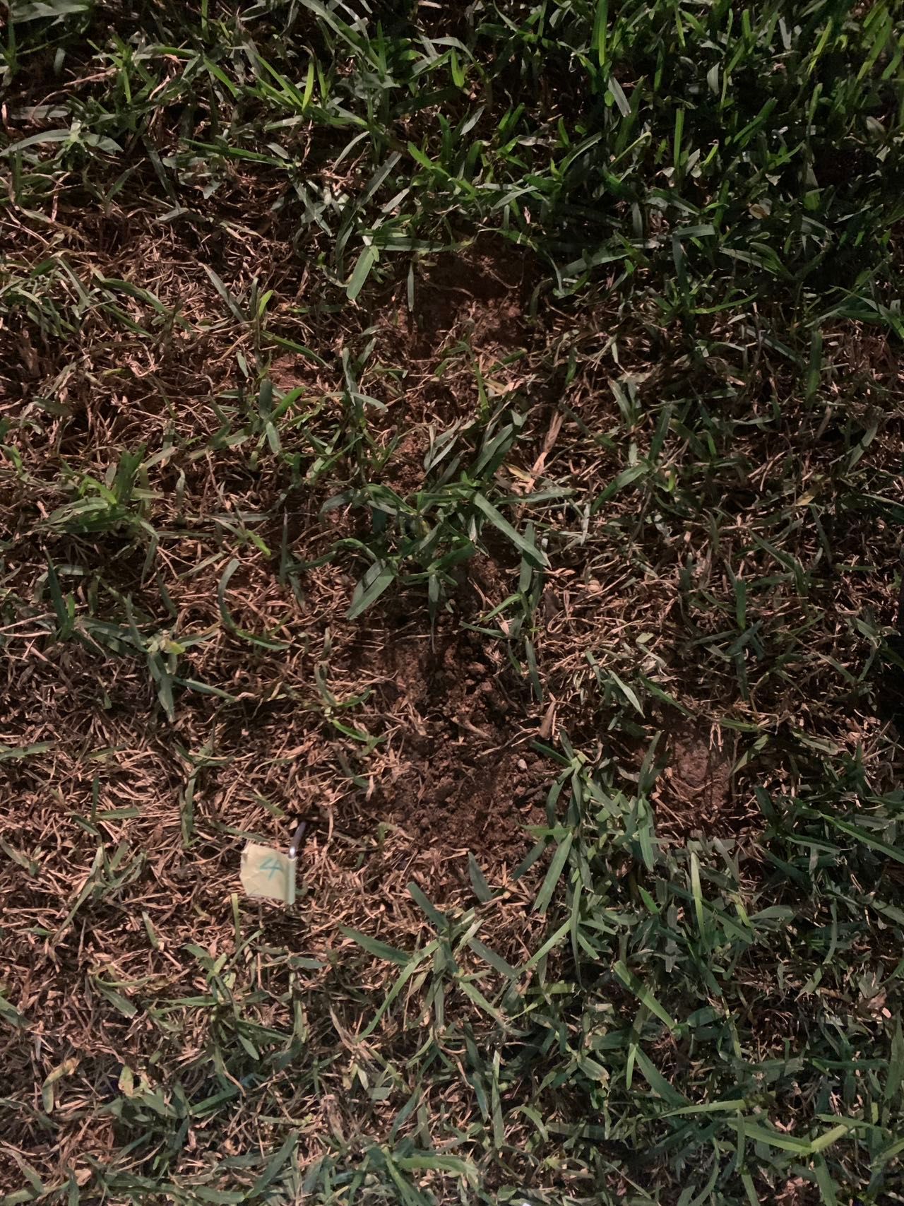 Solved: How to repair brown patches on buffalo l... | Bunnings Workshop ...