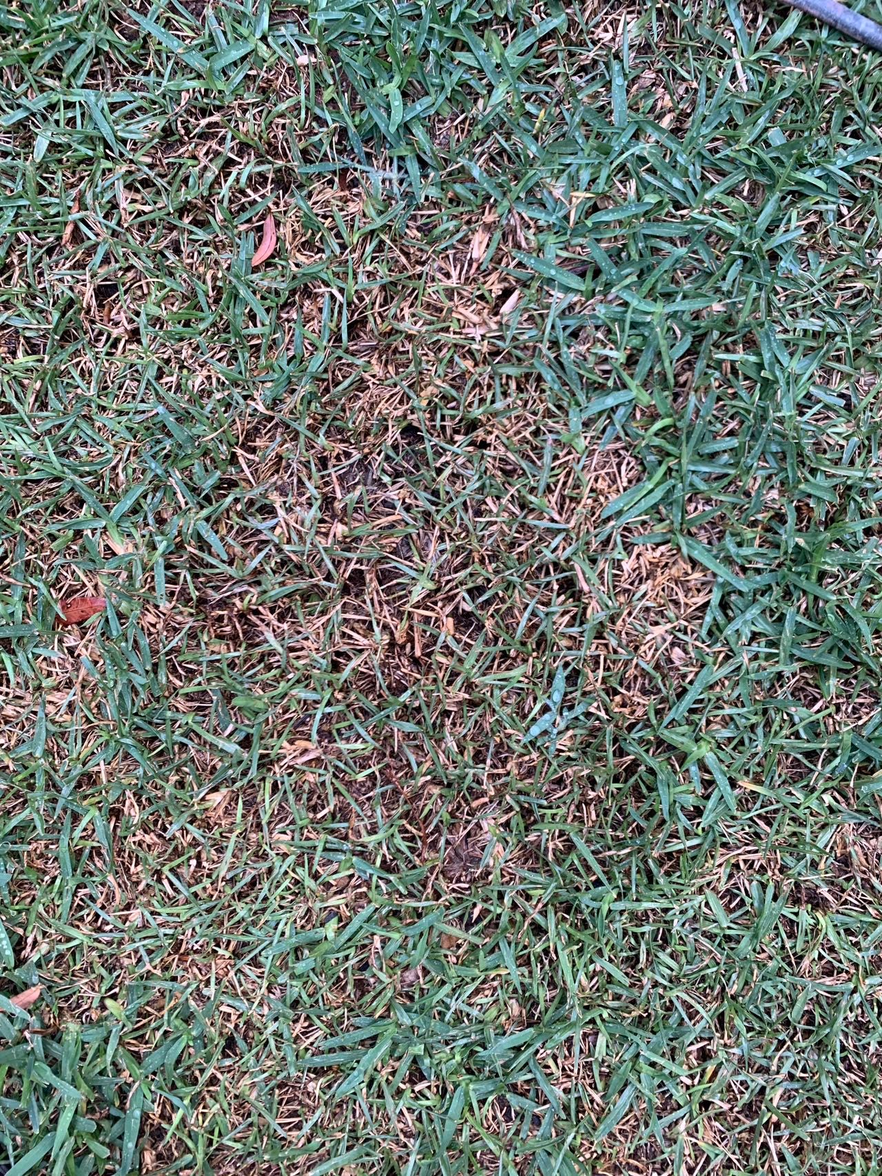 Solved: How to repair brown patches on buffalo l... | Bunnings Workshop ...