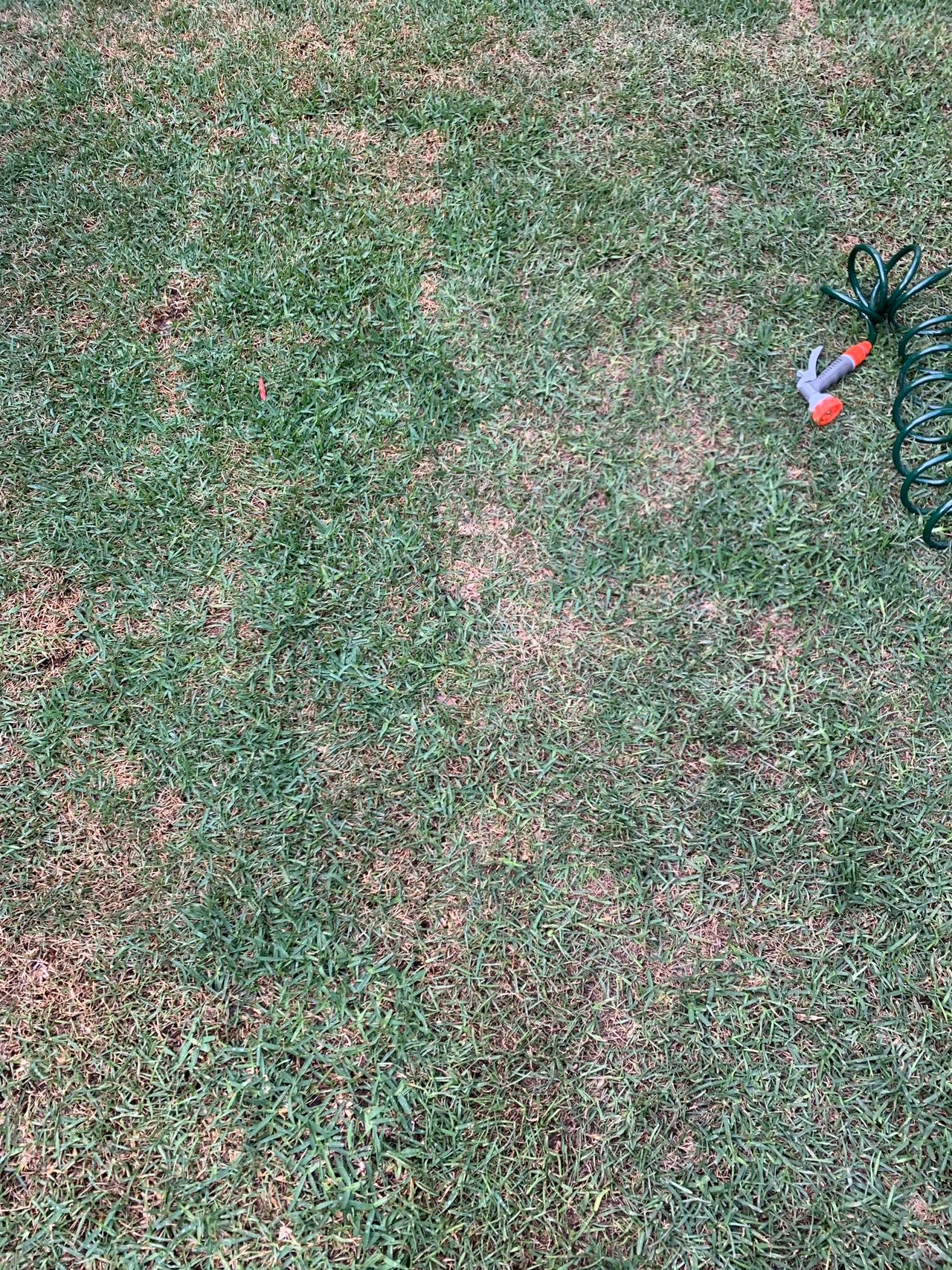 Solved: How to repair brown patches on buffalo l... | Bunnings Workshop ...