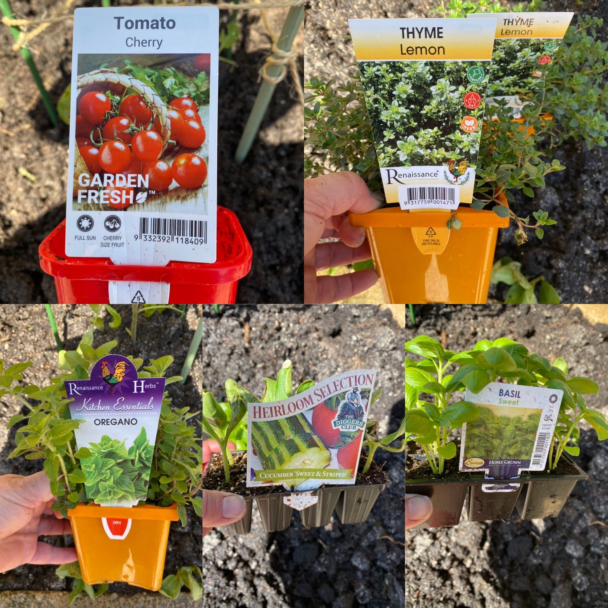 Turn sandy patch into fertile soil | Bunnings Workshop community