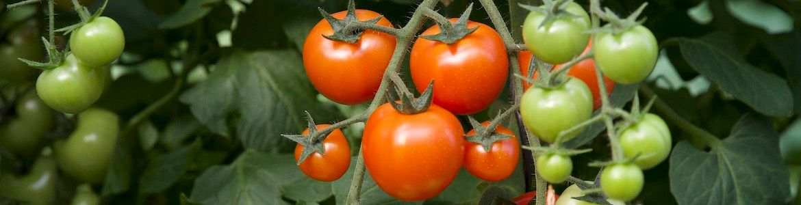 How to grow tomatoes from seed to harves... | Bunnings Workshop community