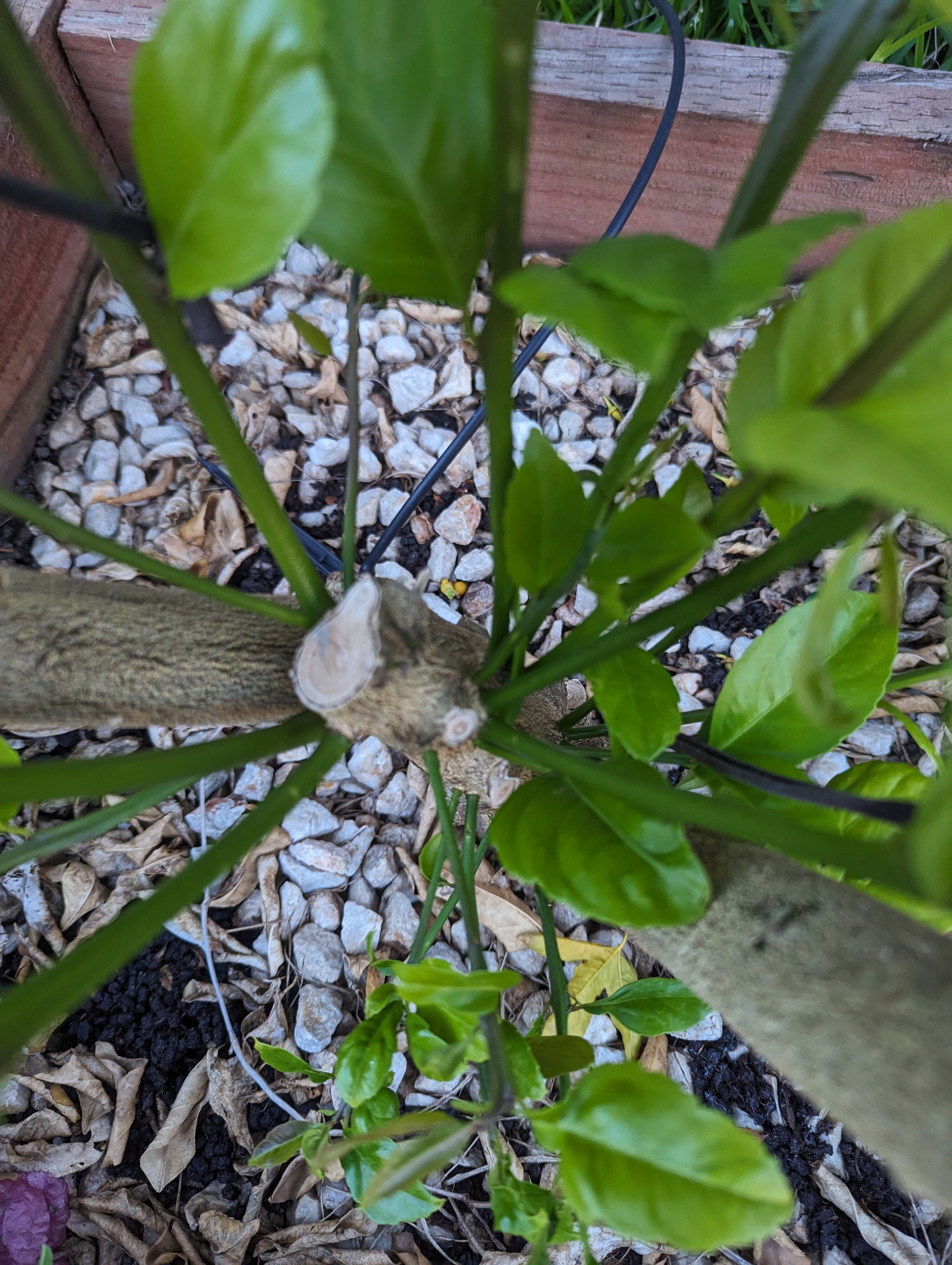 Solved: How to shape my lemon tree? | Bunnings Workshop community