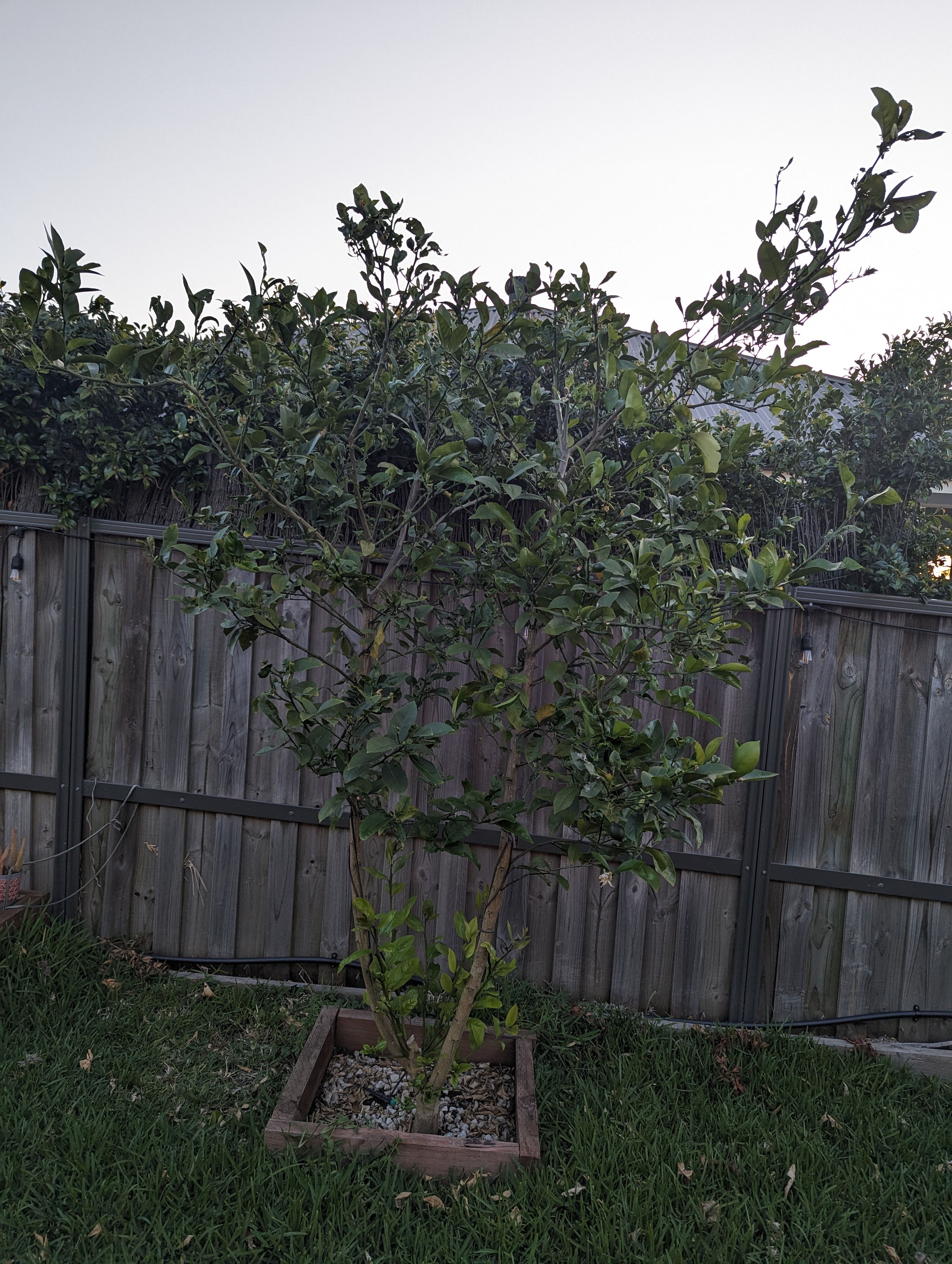 Solved: How to shape my lemon tree? | Bunnings Workshop community