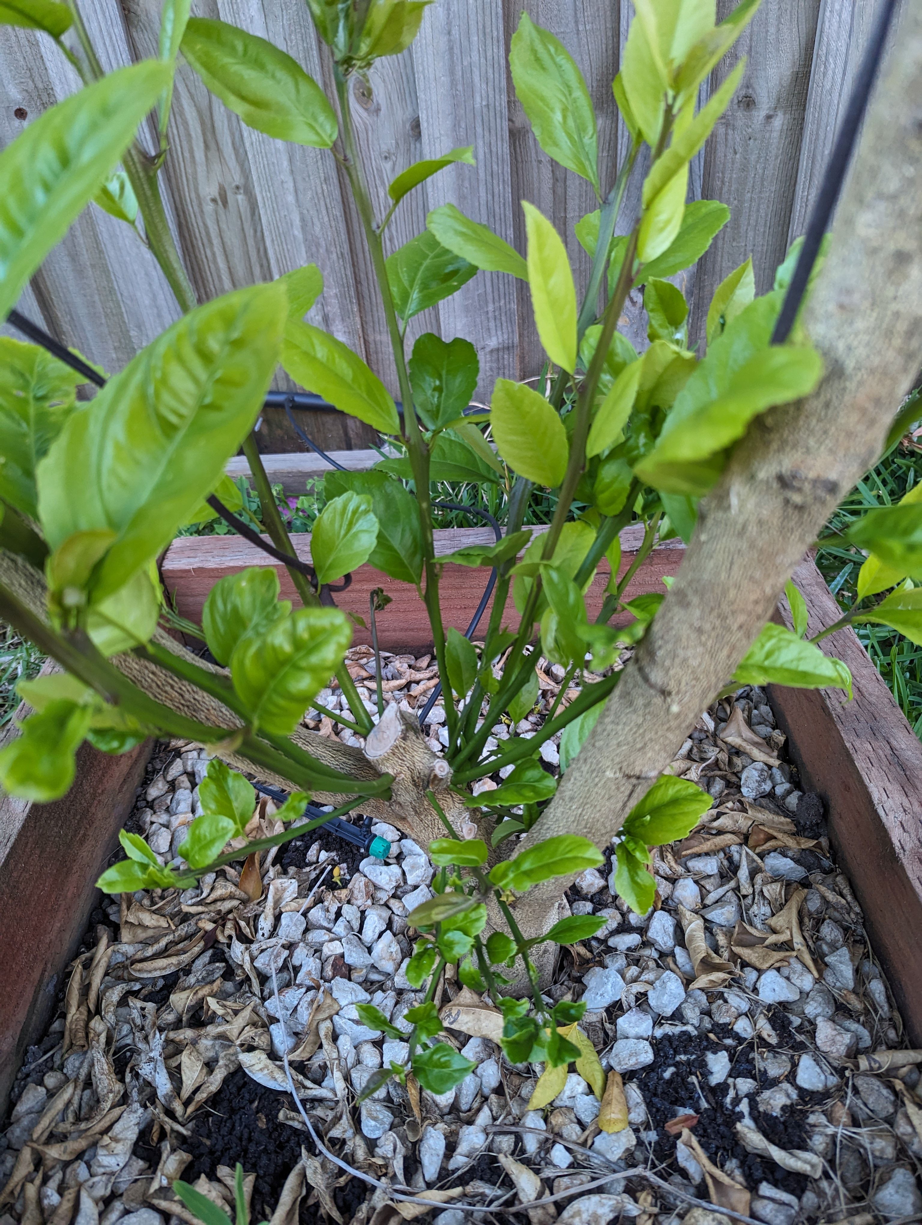 Solved: How to shape my lemon tree? | Bunnings Workshop community