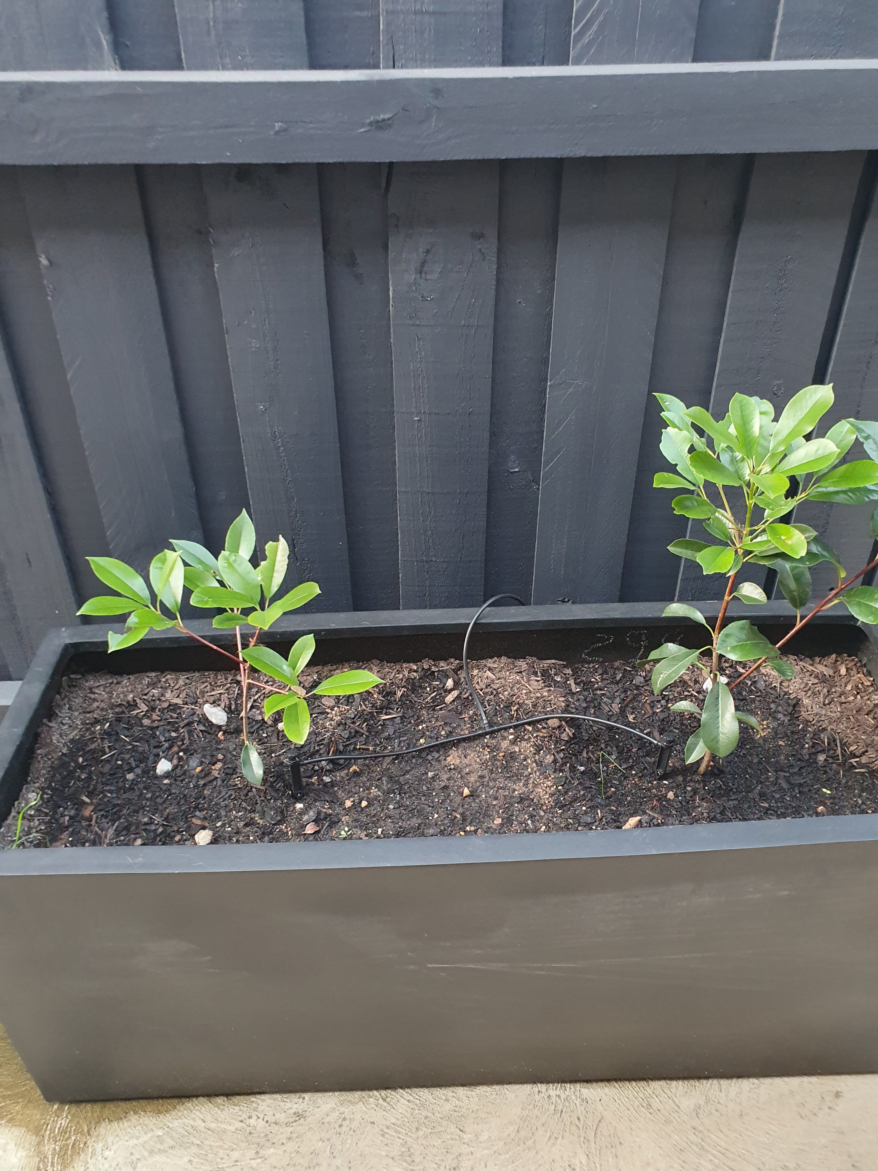 How to plan drip irrigation - Layout & z... | Bunnings Workshop community