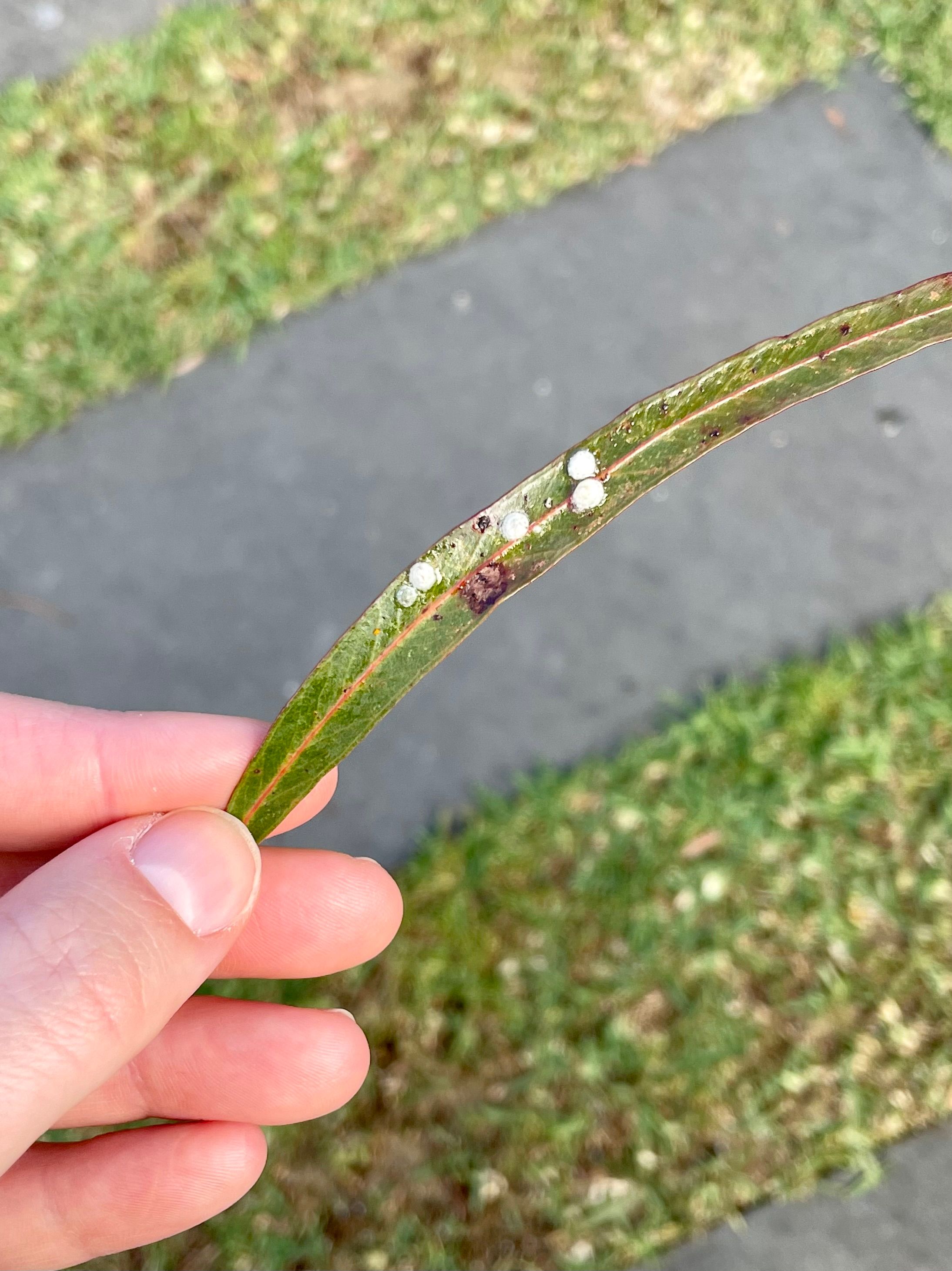 Solved: How to treat white scale on large establ... | Bunnings Workshop ...