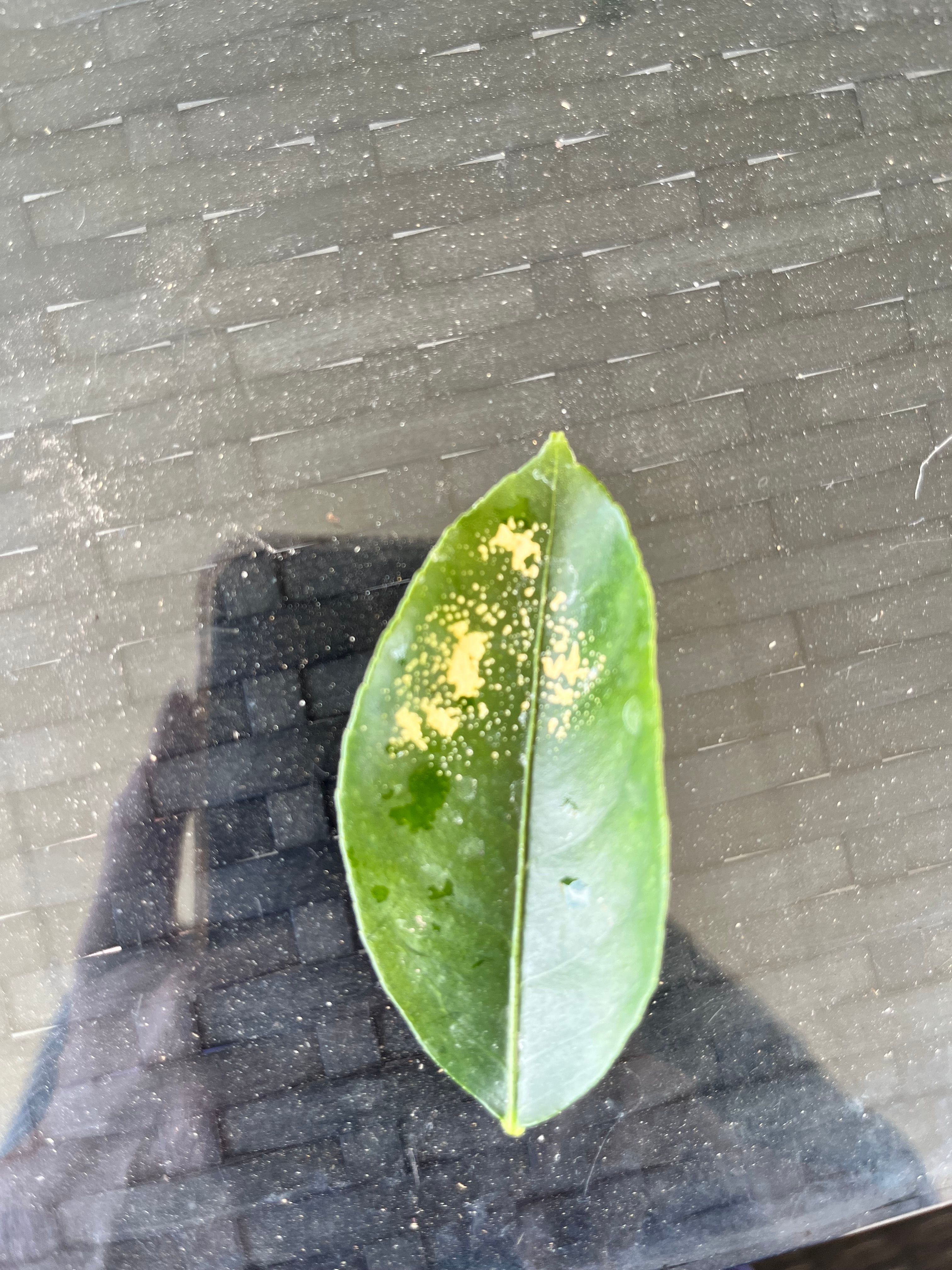 Solved: How to treat leaf spot on new Mulberry t... | Bunnings Workshop community