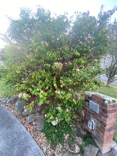 How to treat Weeping Lilly Pilly trees n... | Bunnings Workshop community