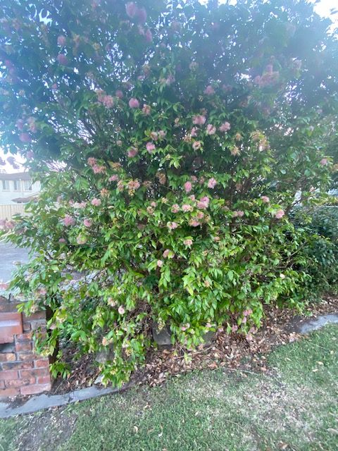 How to treat Weeping Lilly Pilly trees n... | Bunnings Workshop community