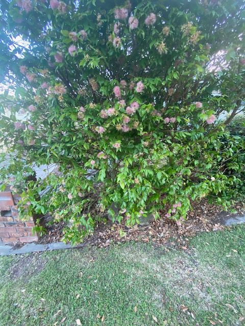 How to treat Weeping Lilly Pilly trees n... | Bunnings Workshop community