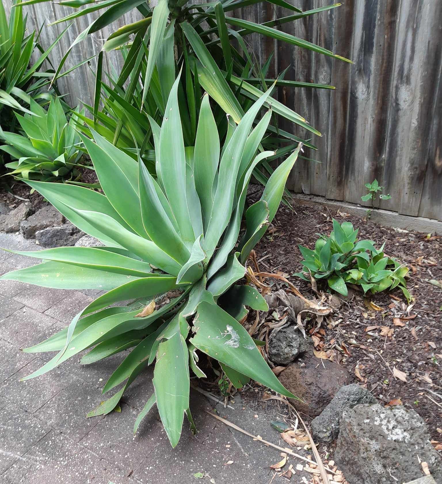 How to remove large Agave plants? | Bunnings Workshop community