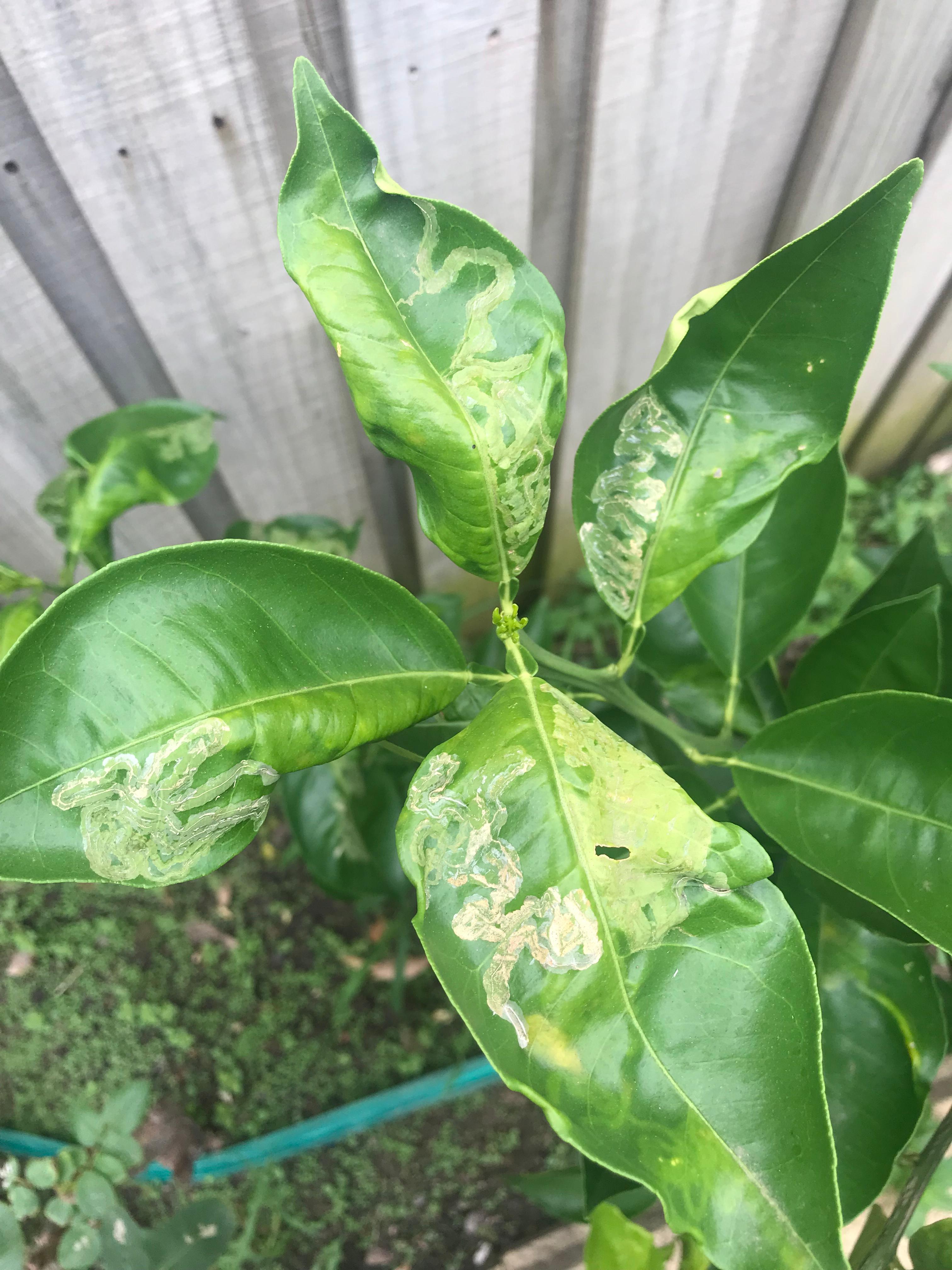 Solved: Growing and caring of citrus plants | Bunnings Workshop community