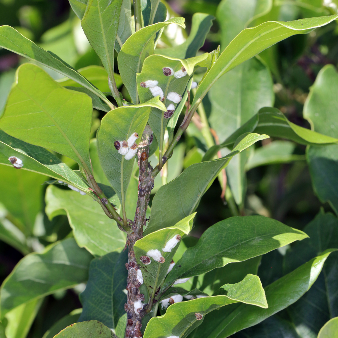 How to diagnose and revive a sick lilly ... | Bunnings Workshop community