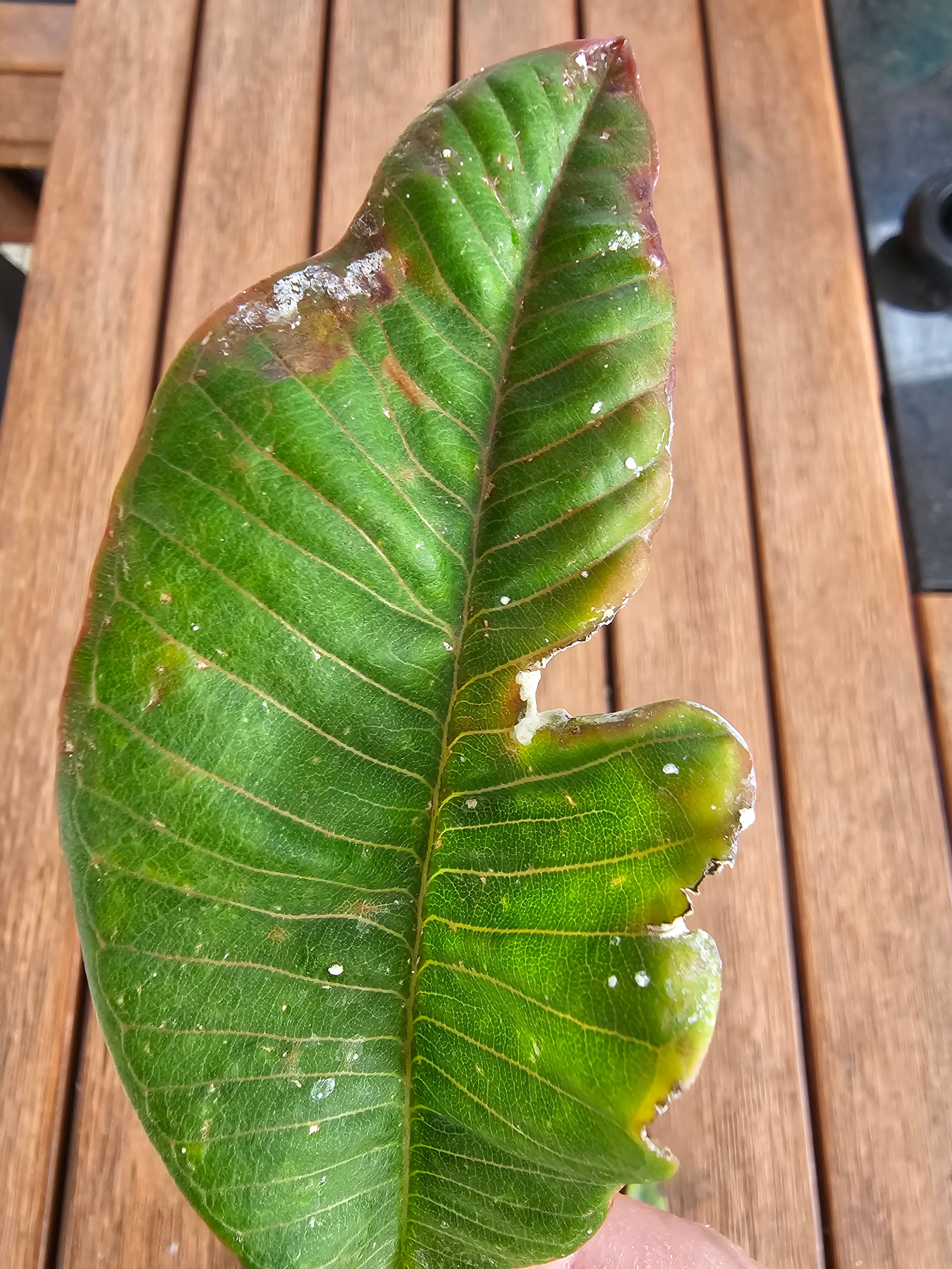 What is this white crusty stuff on frang... | Bunnings Workshop community