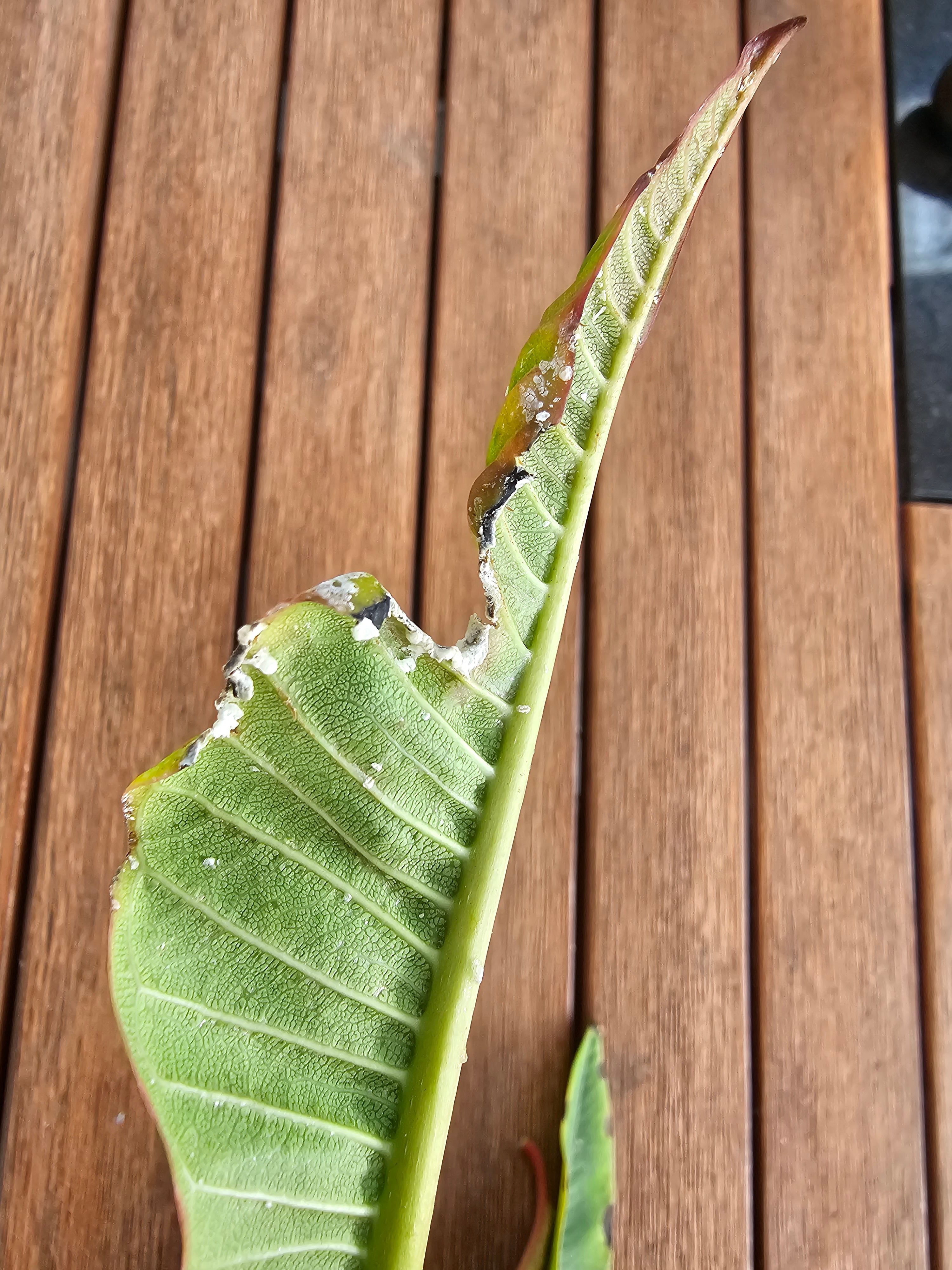 What is this white crusty stuff on frang... | Bunnings Workshop community