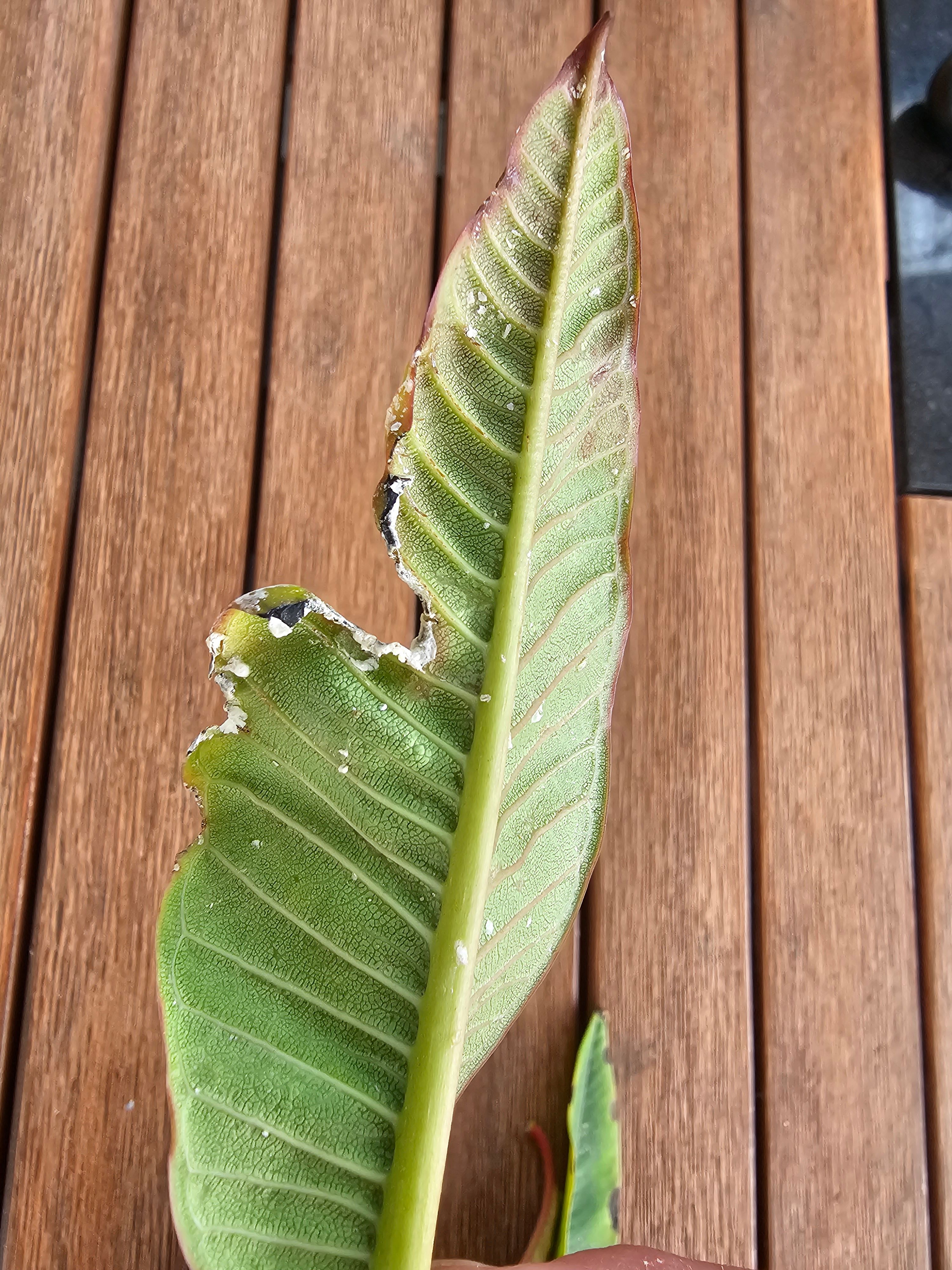 What is this white crusty stuff on frang... | Bunnings Workshop community